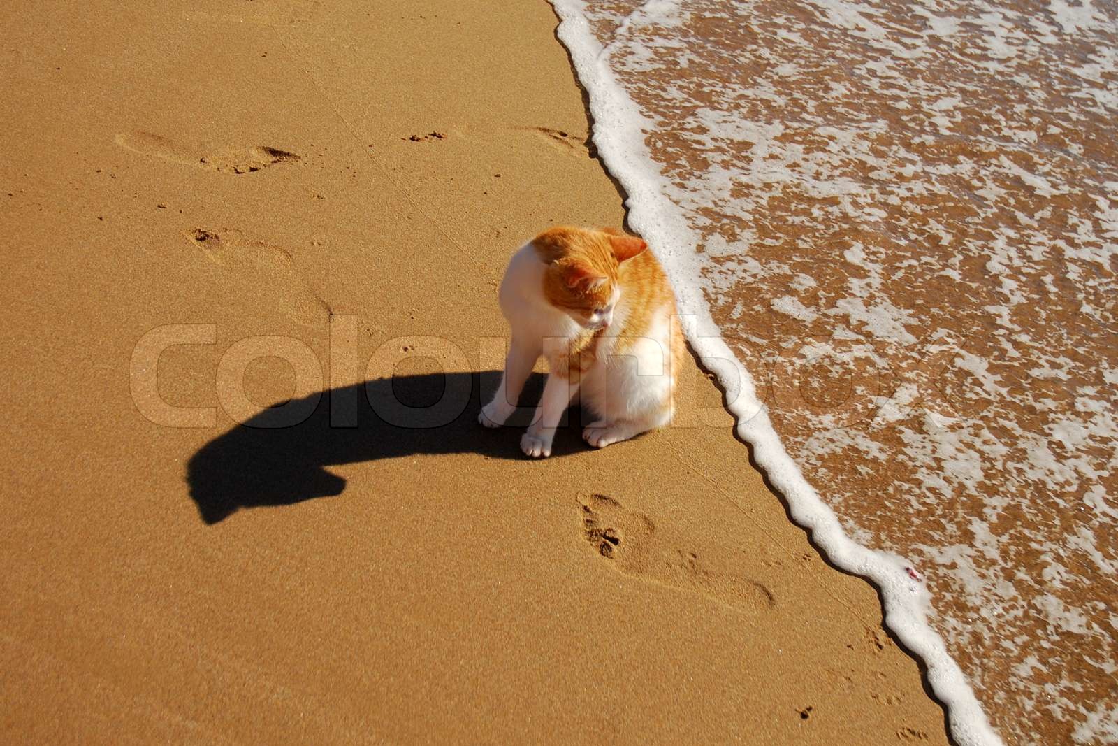 A Cat gets Wet by the Tide on a Beach | Stock image | Colourbox