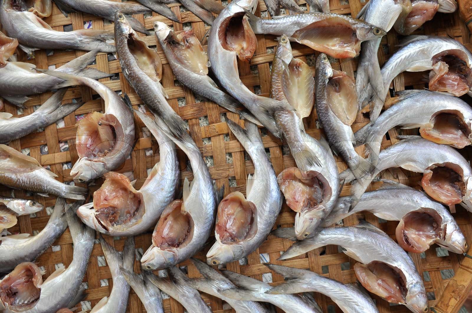 Multe fisk | Stock foto | Colourbox