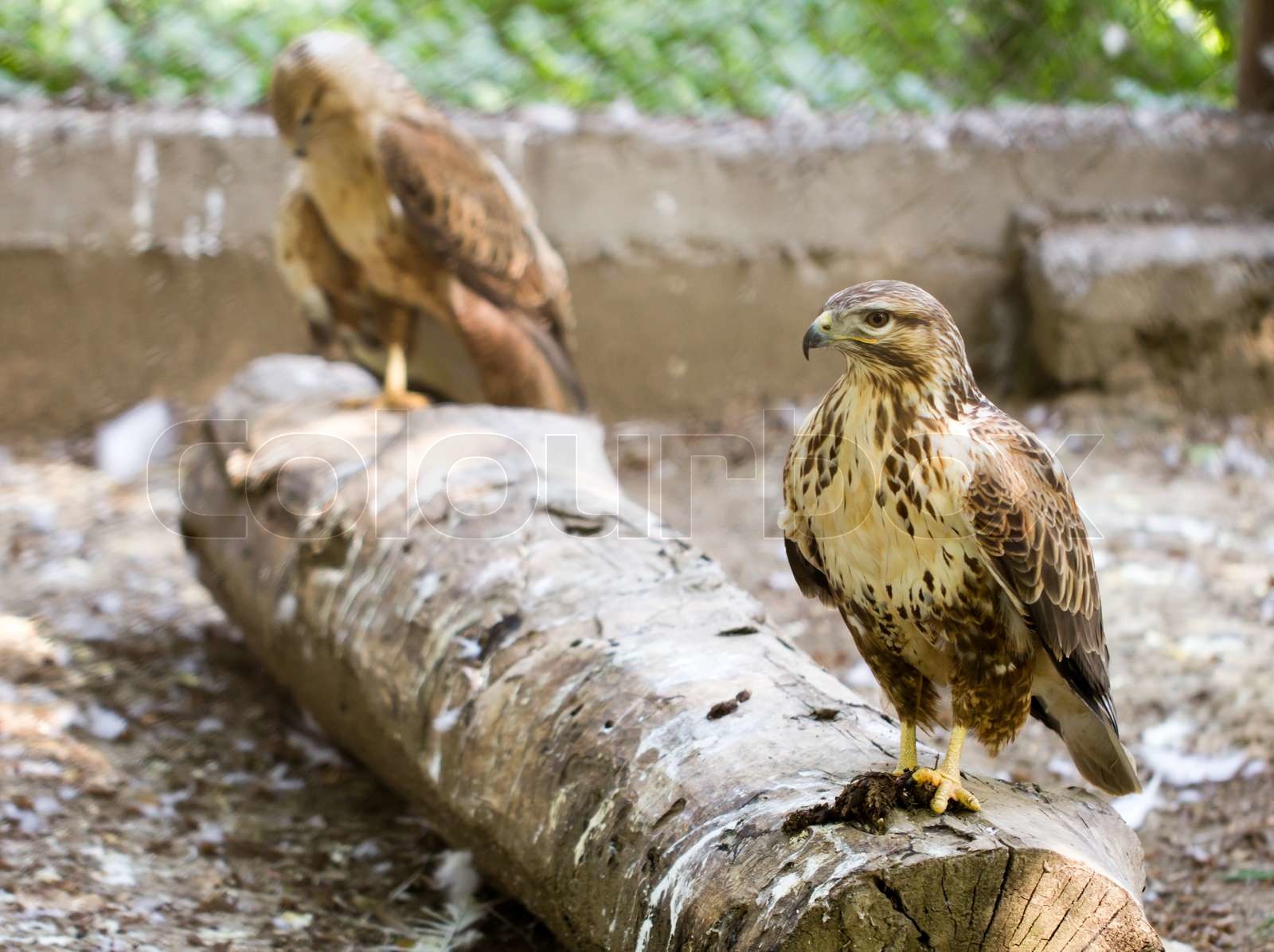 hawk in nature | Stock image | Colourbox