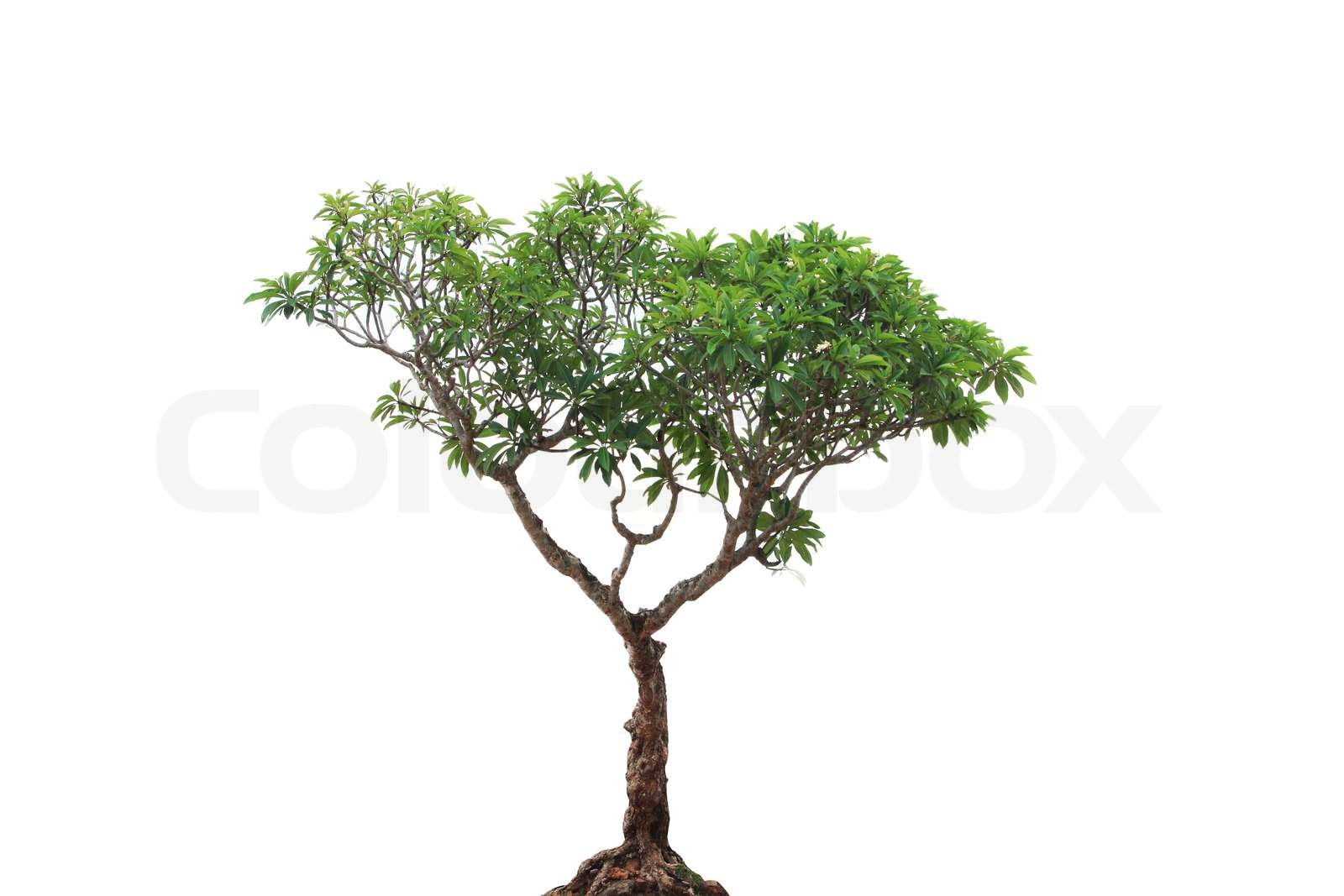 tree in the southern part of laos | Stock image | Colourbox