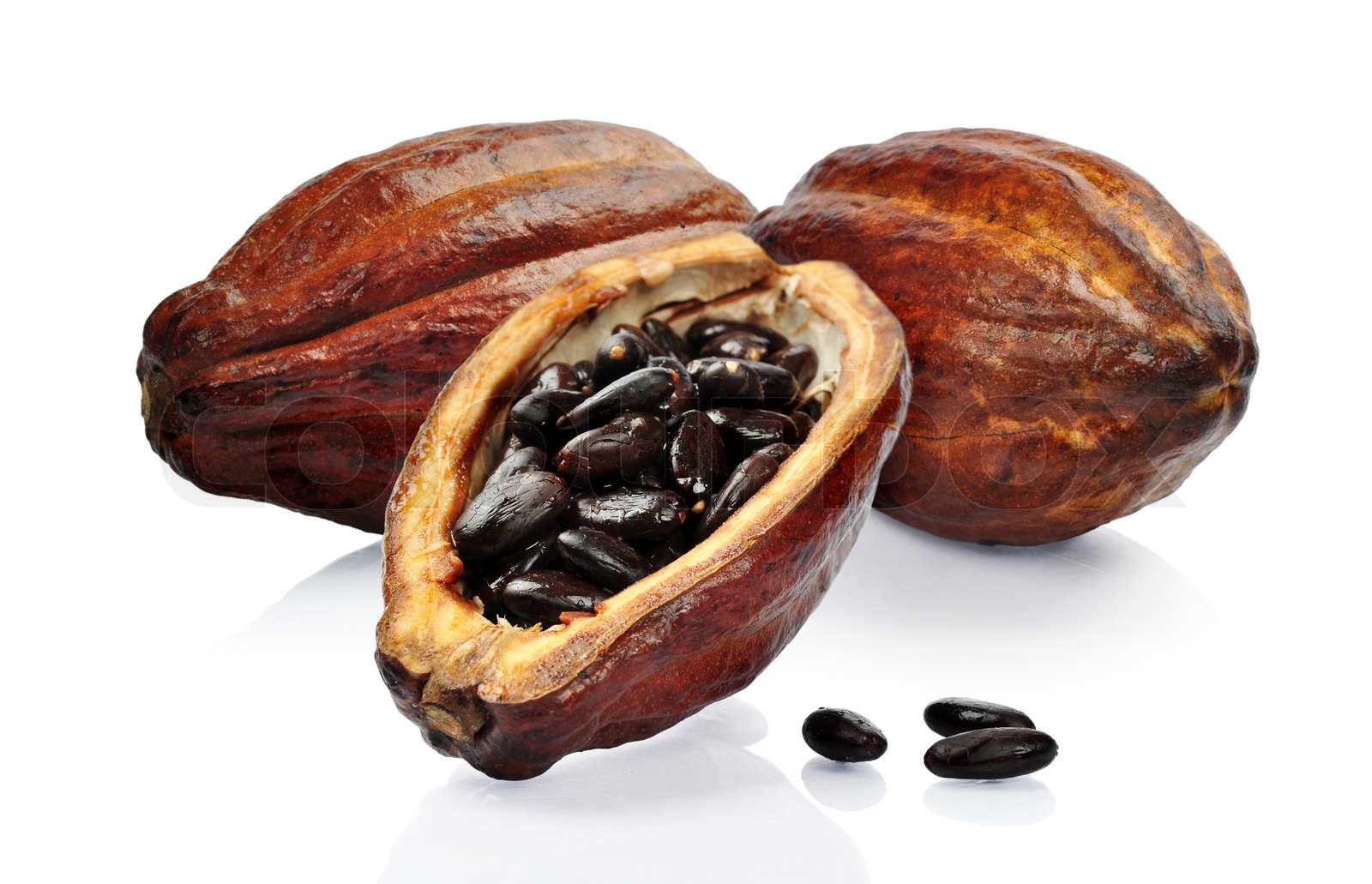 Fresh cacao fruit | Stock image | Colourbox