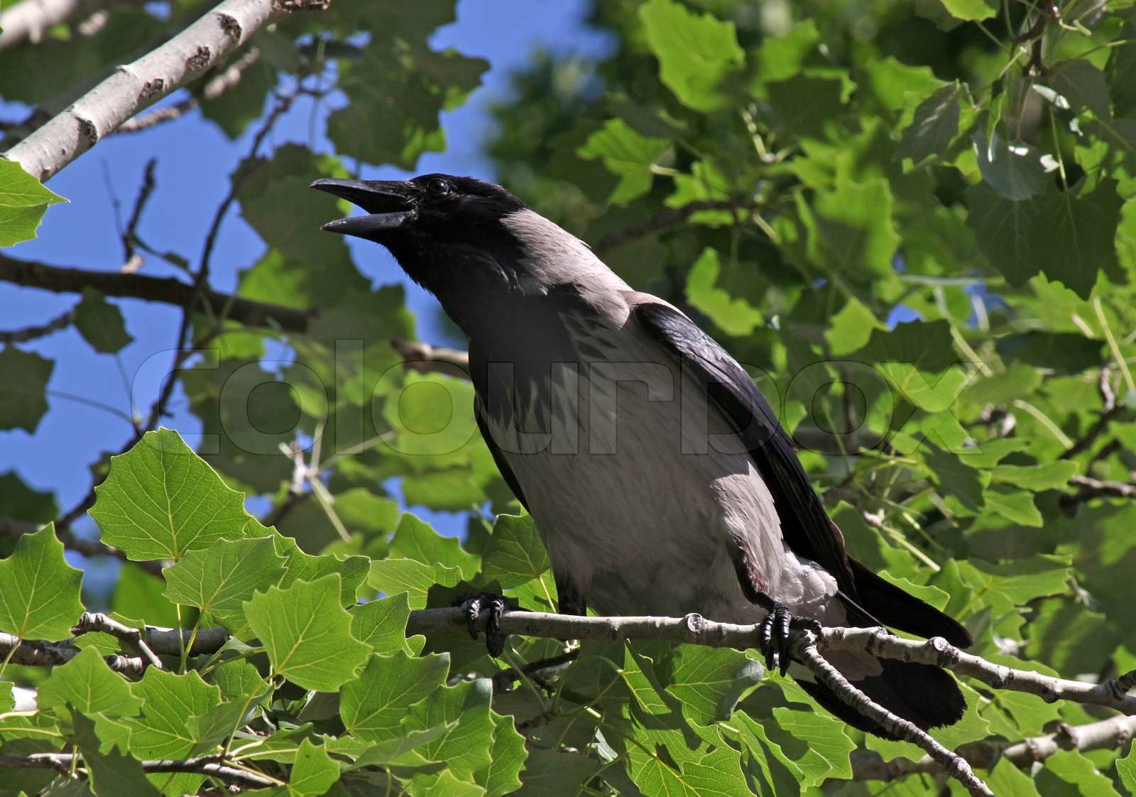 kvækkende krage på gren af træet | Stock foto | Colourbox