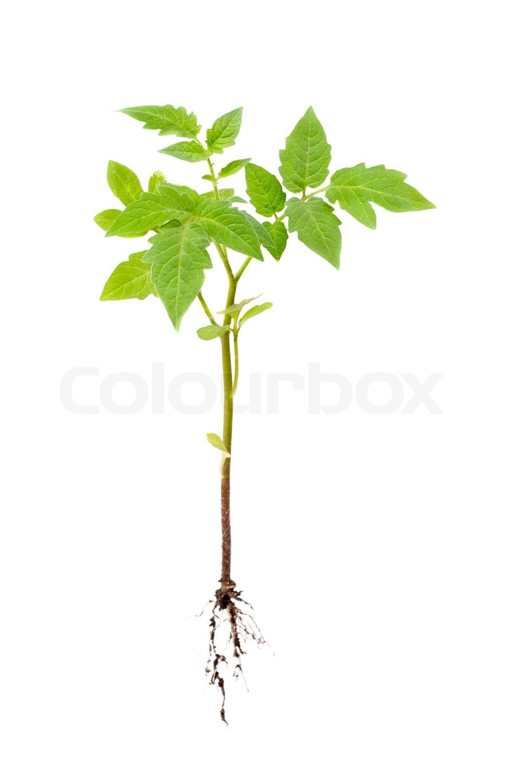 plant of tomato with root isolated on white | Stock image | Colourbox
