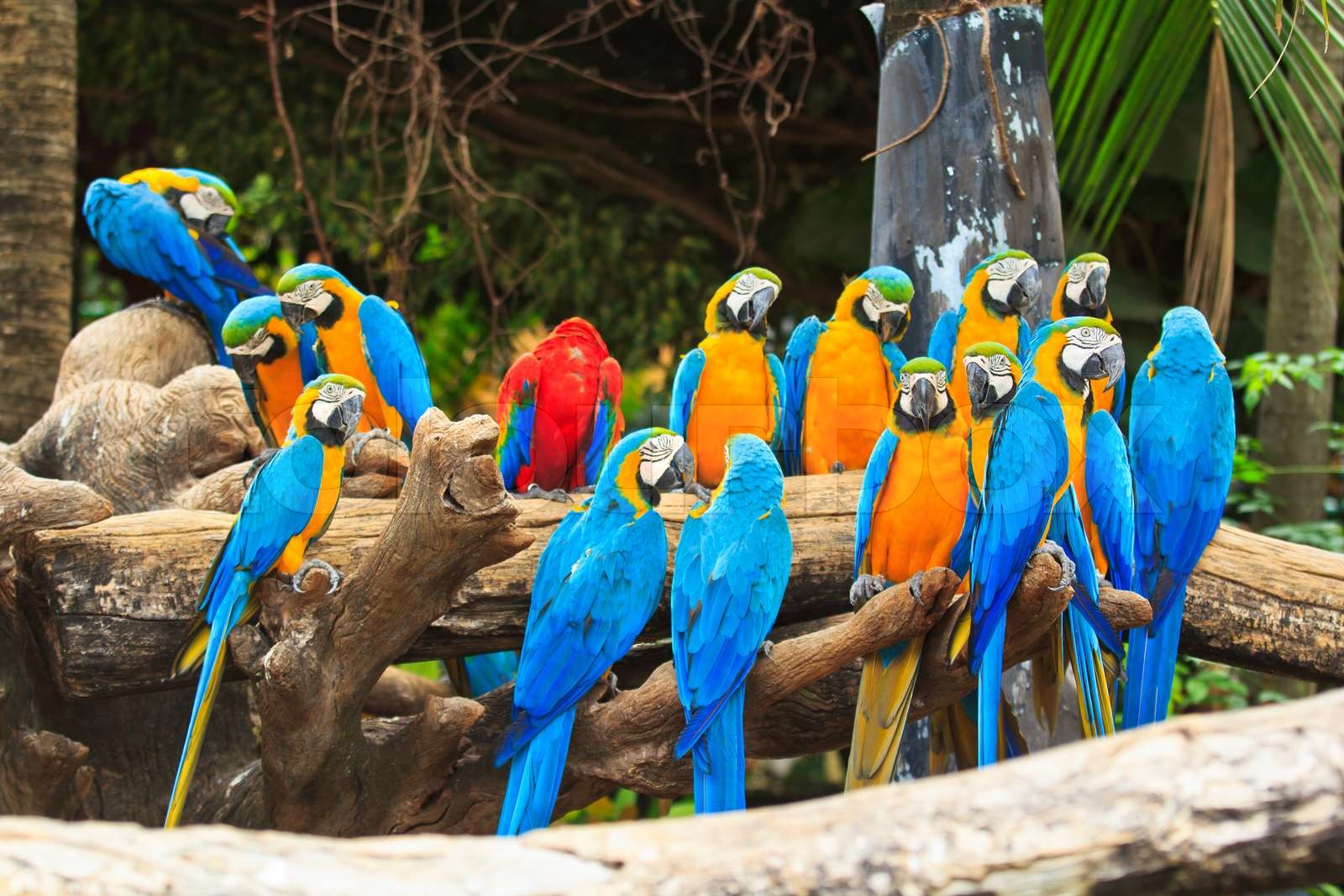 macaw parrot | Stock image | Colourbox