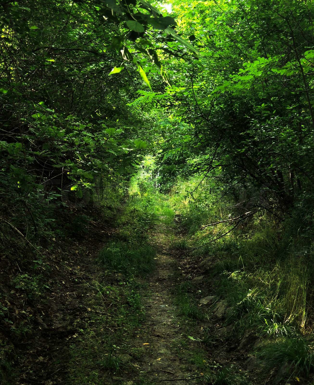 Wild road in forest | Stock image | Colourbox