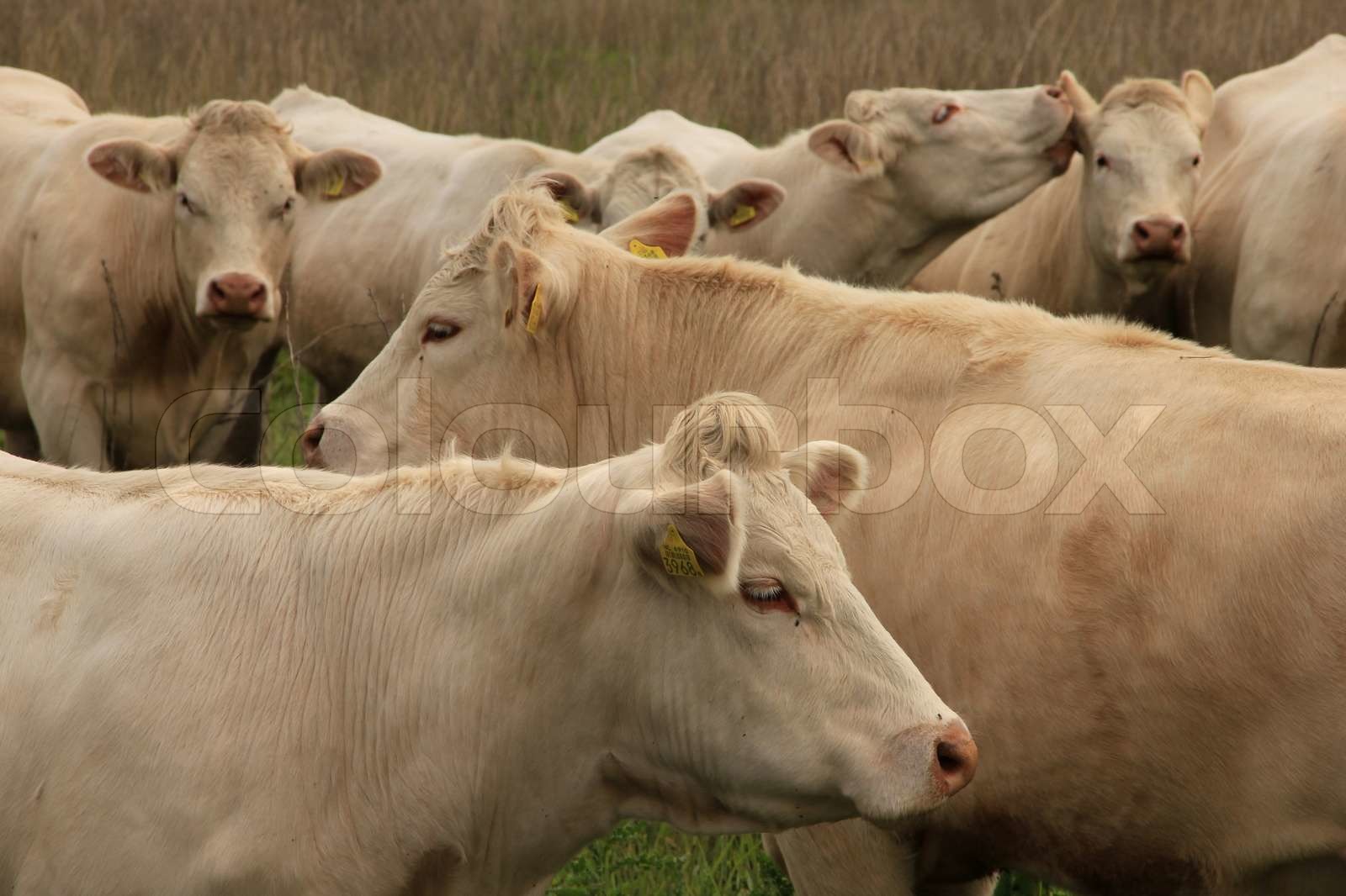 A lot of cows. | Stock image | Colourbox