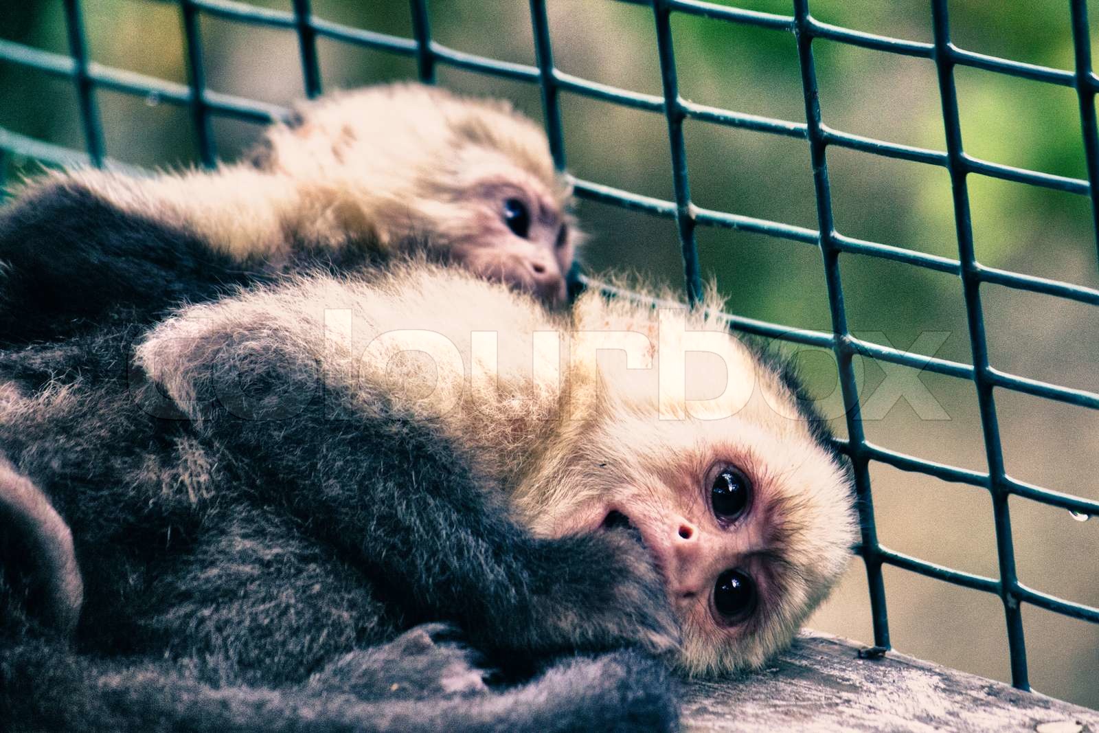 Affen im Käfig | Stock Bild | Colourbox