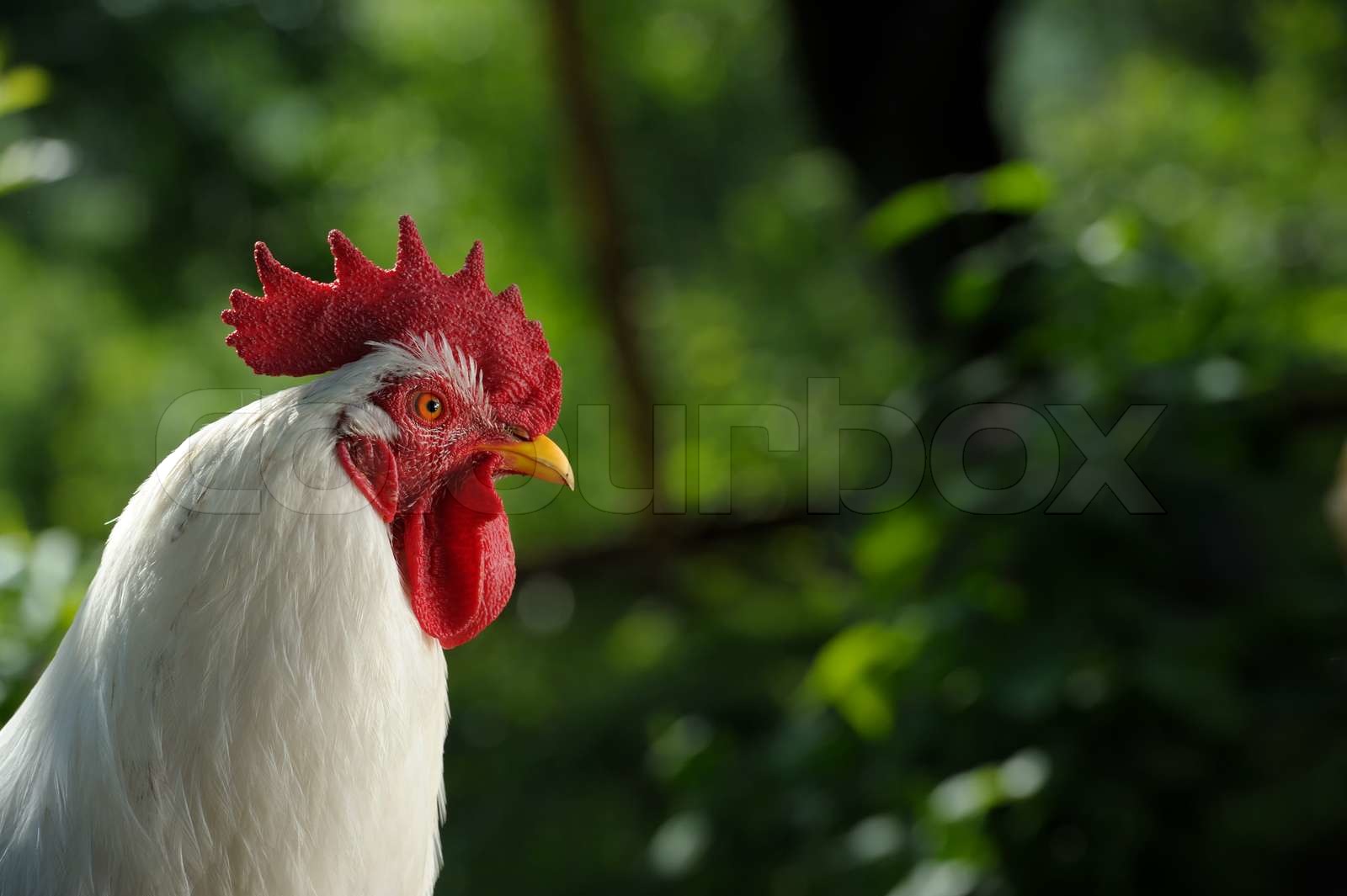 Weißer Hahn Hahn im Garten | Stock Bild | Colourbox