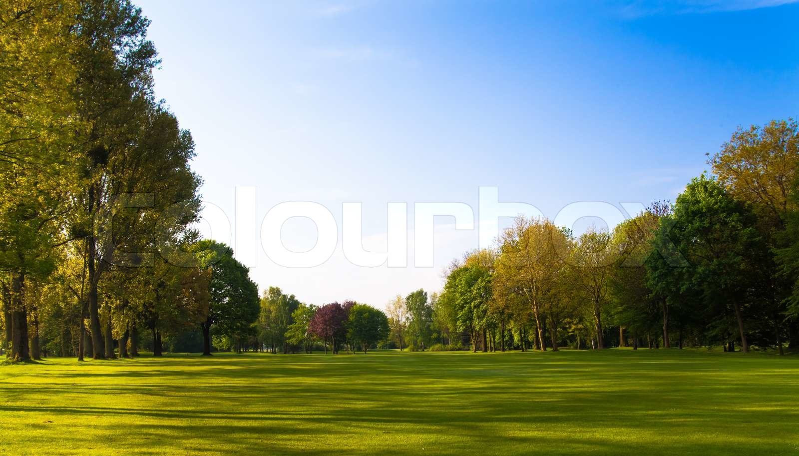 Green field and trees | Stock image | Colourbox