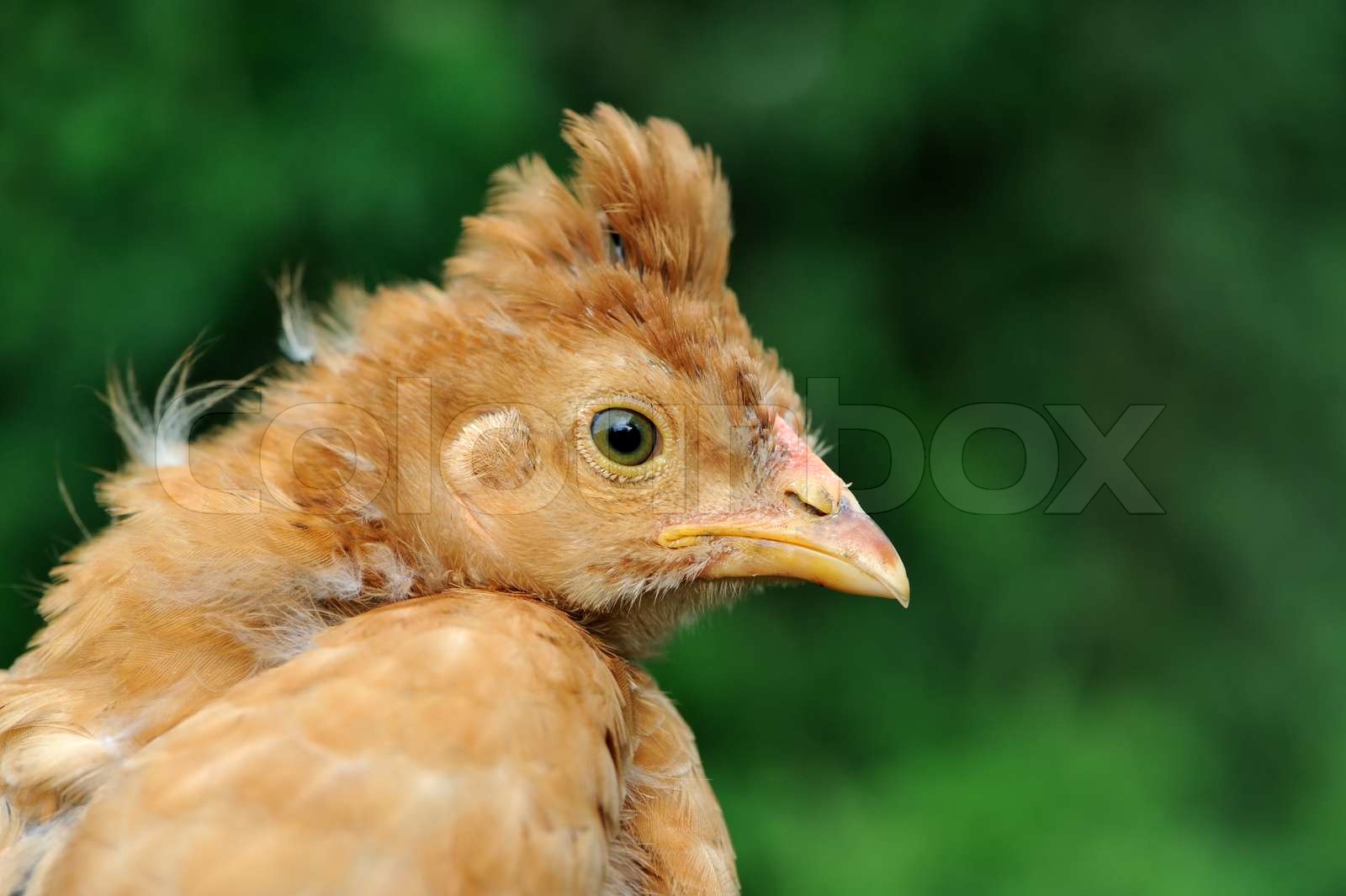 Young Crested Chicken Close-Up | Stock image | Colourbox