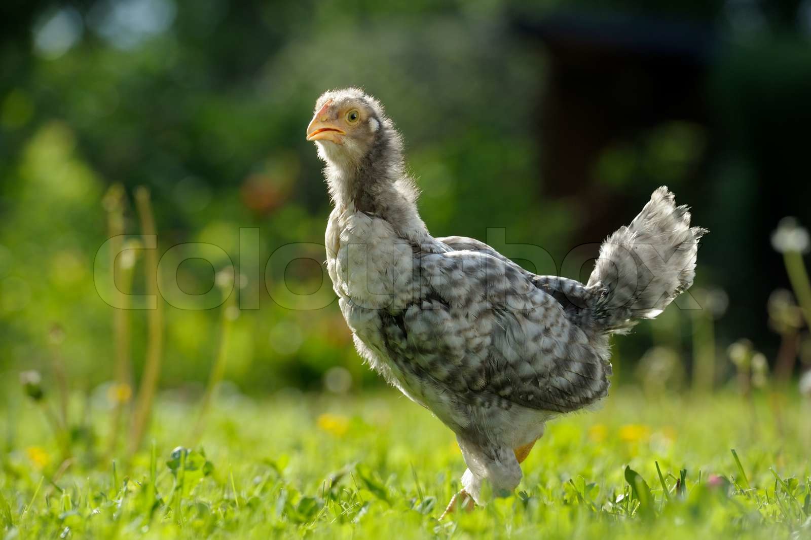 Overrasket Kylling med Open Beak kigger på kamera med Curiosity | Stock ...