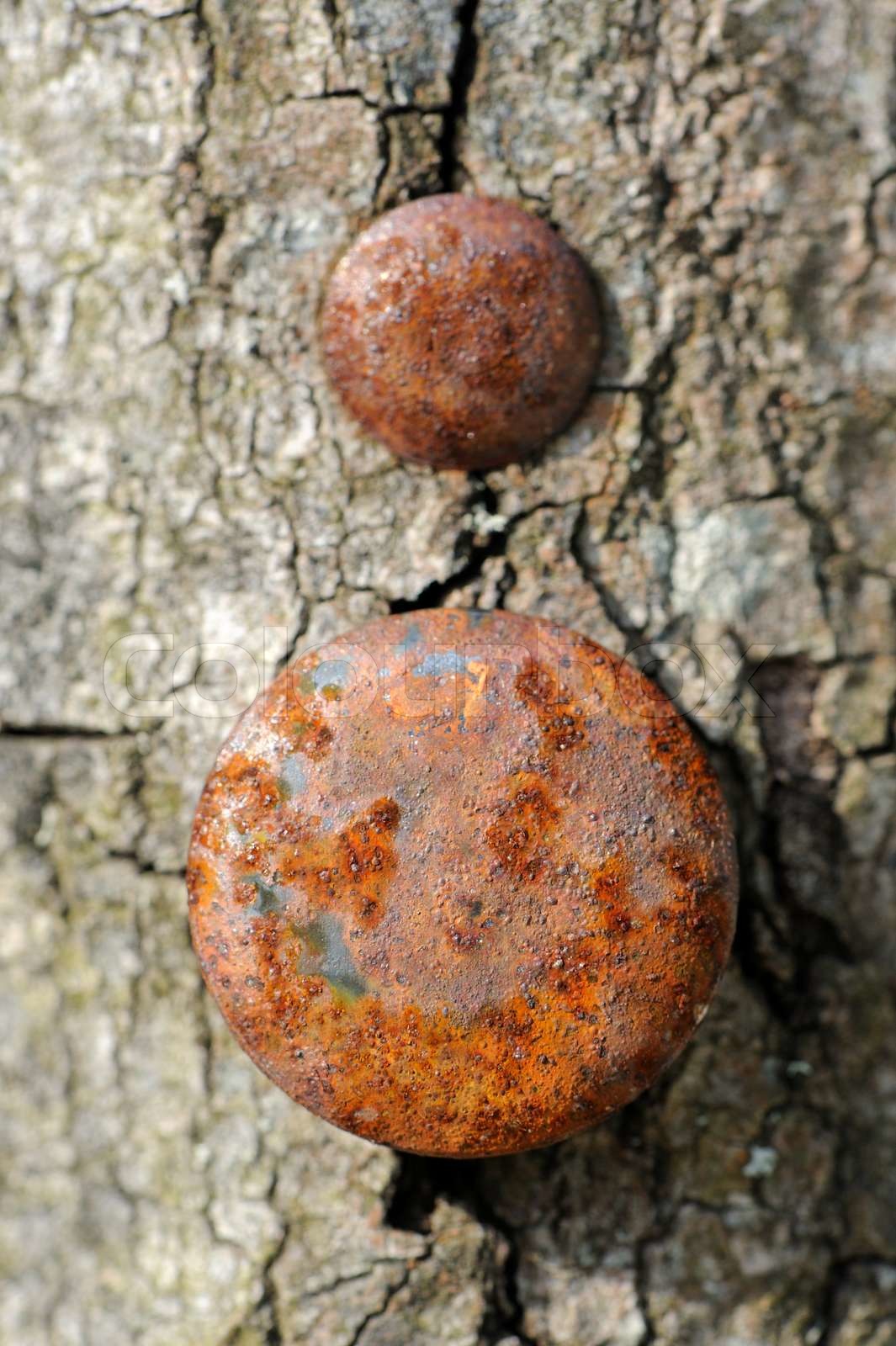 Rusty Nails in Tree | Stock image | Colourbox