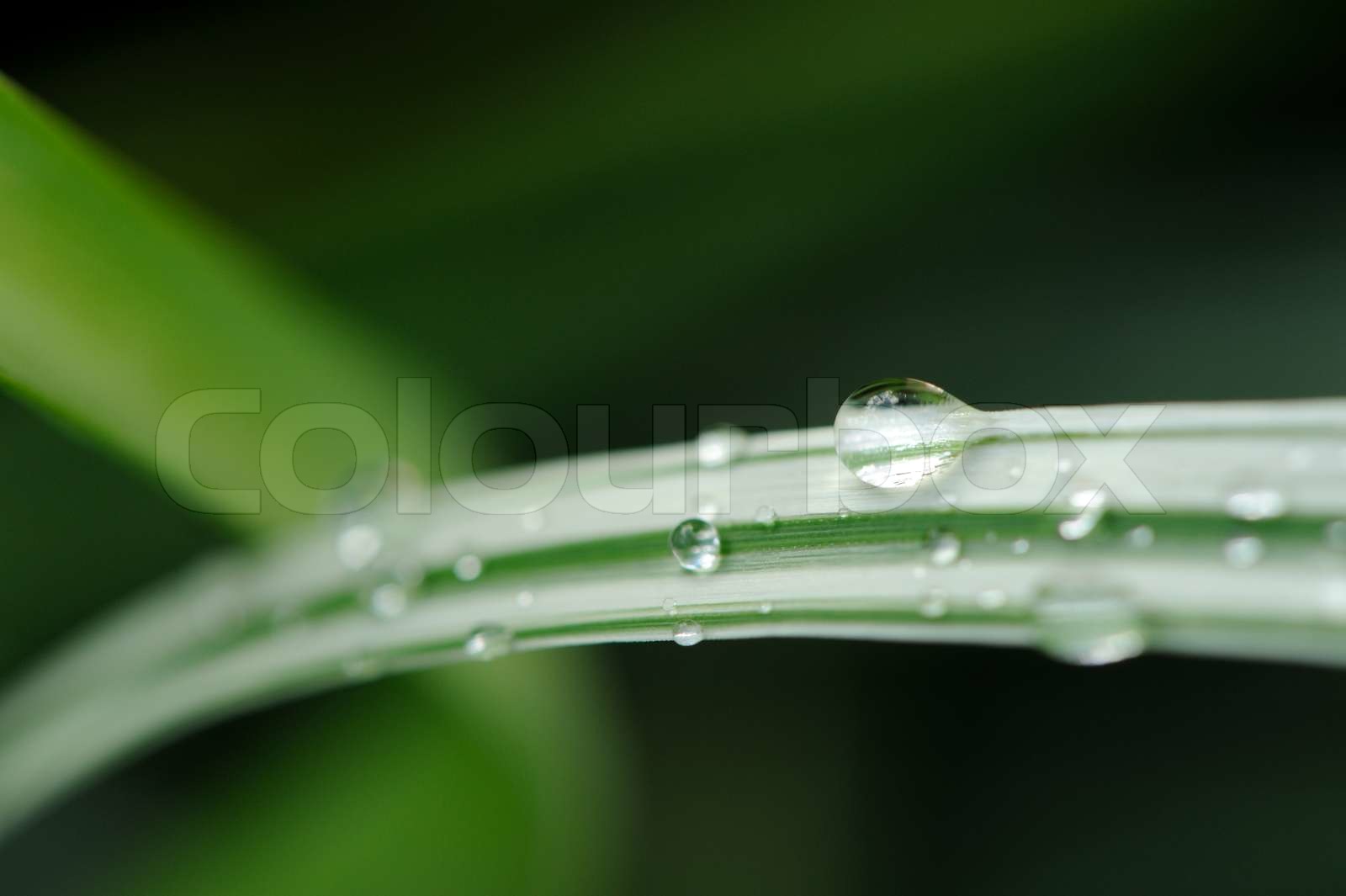 Wassertropfen auf Blatt | Stock Bild | Colourbox