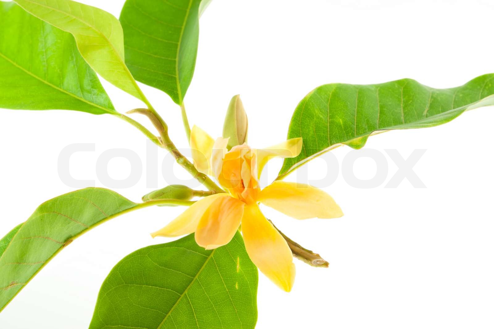 Yellow Michelia Alba isolated on white | Stock image | Colourbox