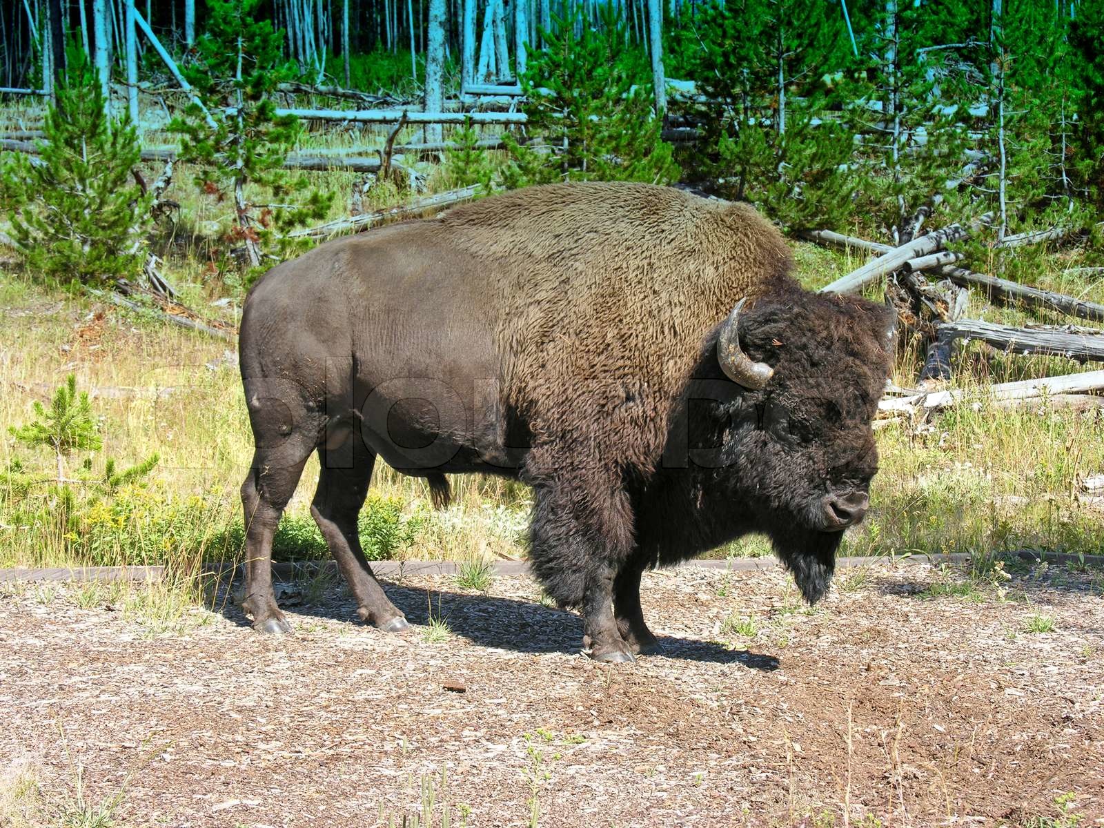 Yellowstone Fauna | Stock image | Colourbox