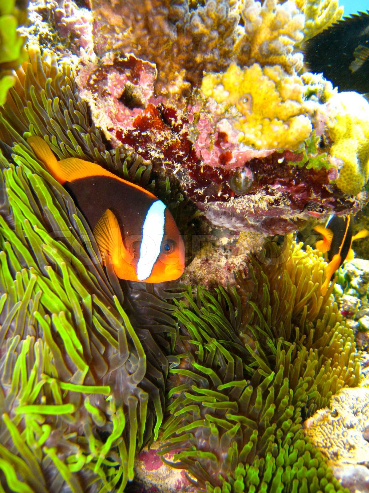 Nemo Fish on the Great Barrier Reef | Stock image | Colourbox