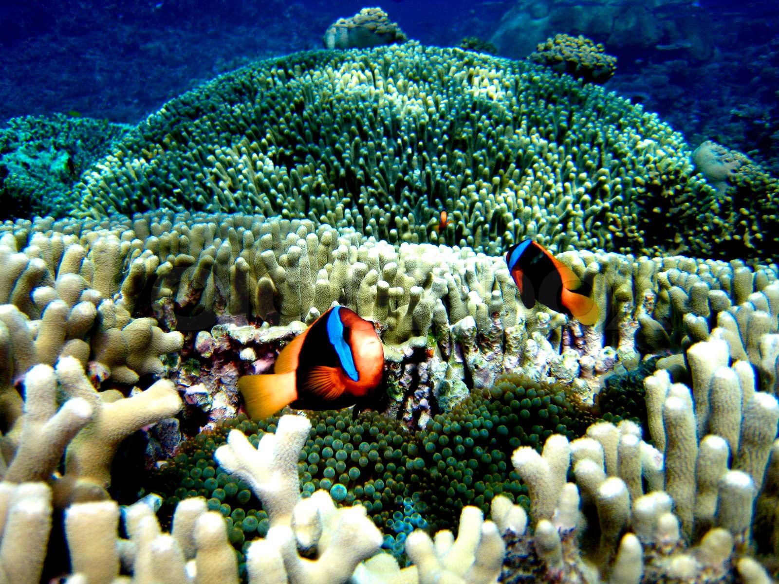 Nemo fisk på Great Barrier Reef | Stock foto | Colourbox