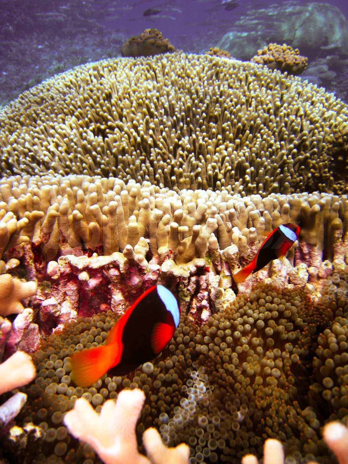 Nemo Fish on the Great Barrier Reef | Stock image | Colourbox