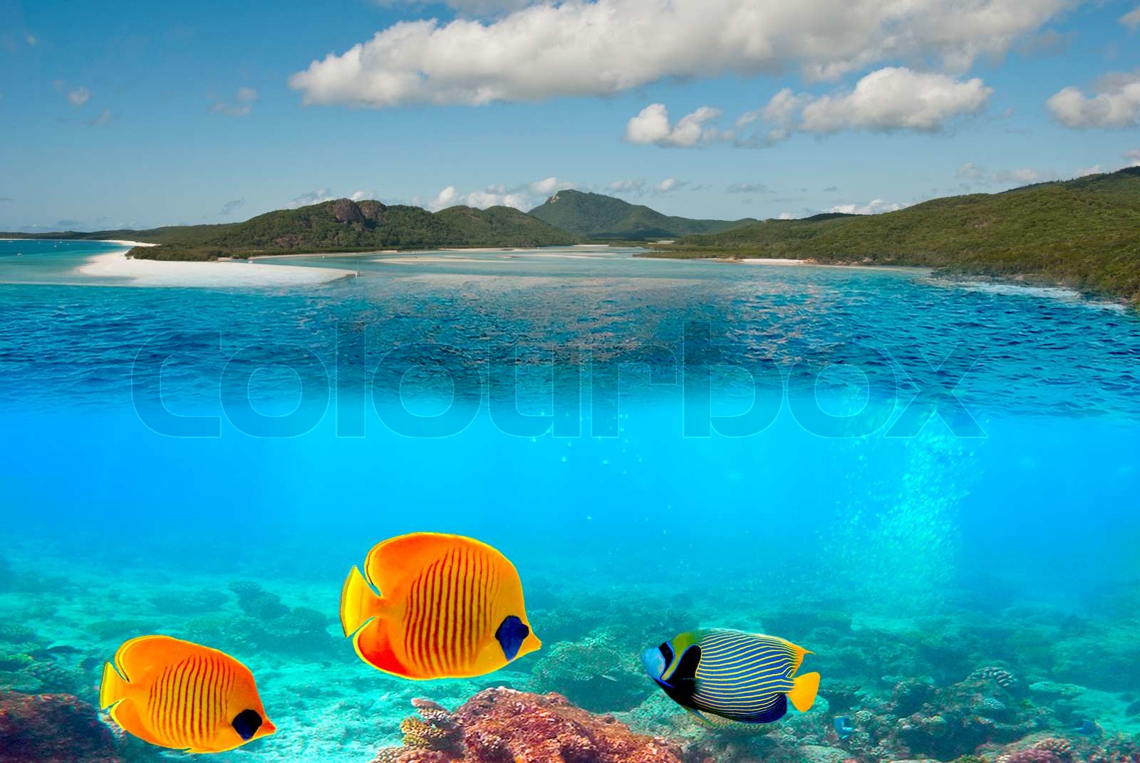 Undersea Marine Life i Whitsundays Øhav | Stock foto | Colourbox