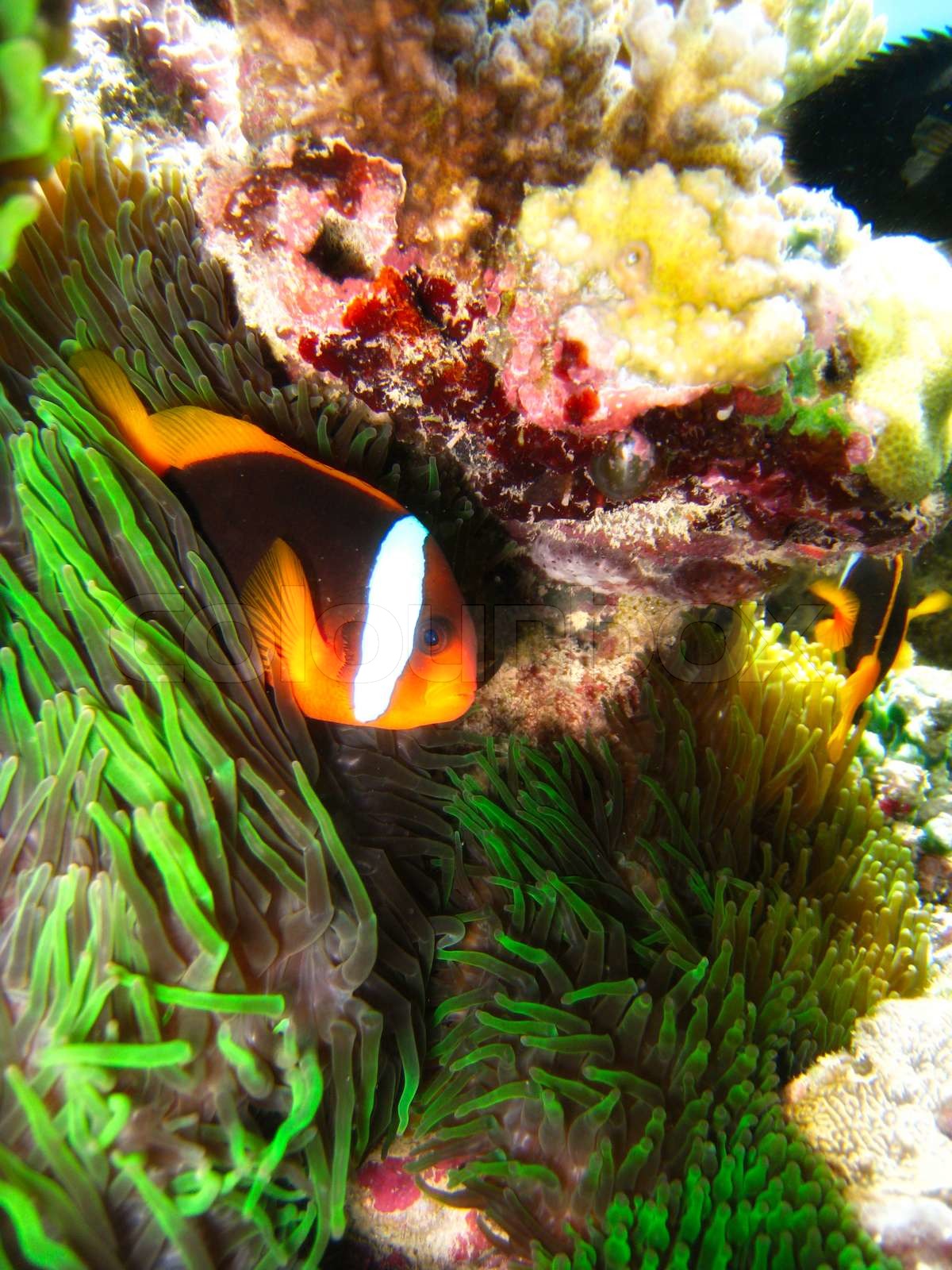 Nemo Fish on the Great Barrier Reef | Stock image | Colourbox