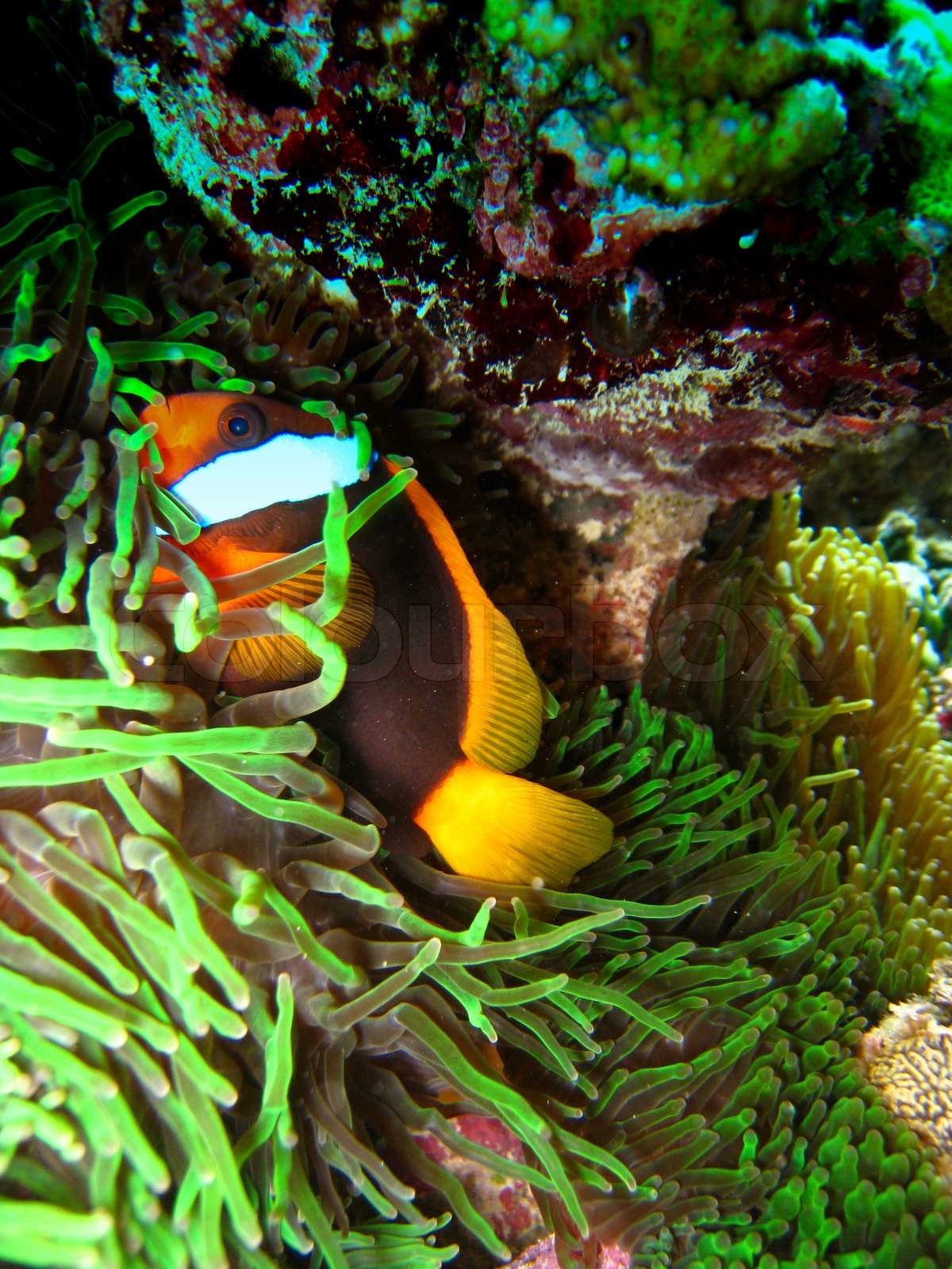 Nemo fisk på Great Barrier Reef | Stock foto | Colourbox