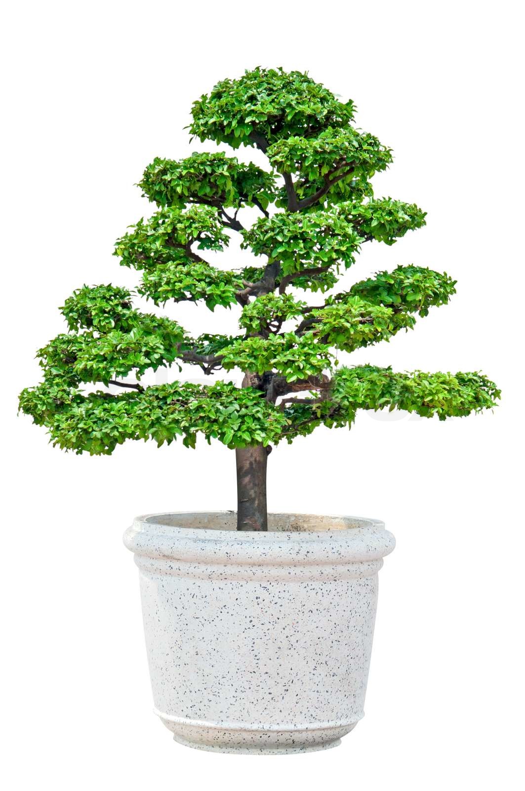 Fabelhafte Bonsai Baum Grosse Bild