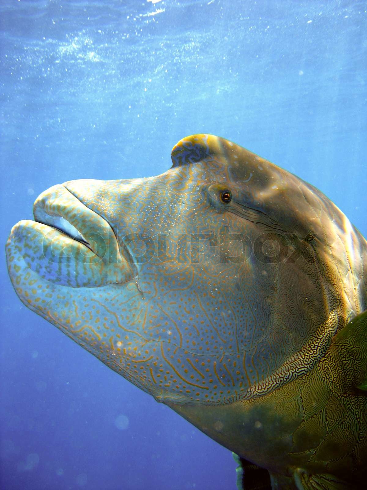 Humphead Maori Wrasse, Australia | Stock image | Colourbox