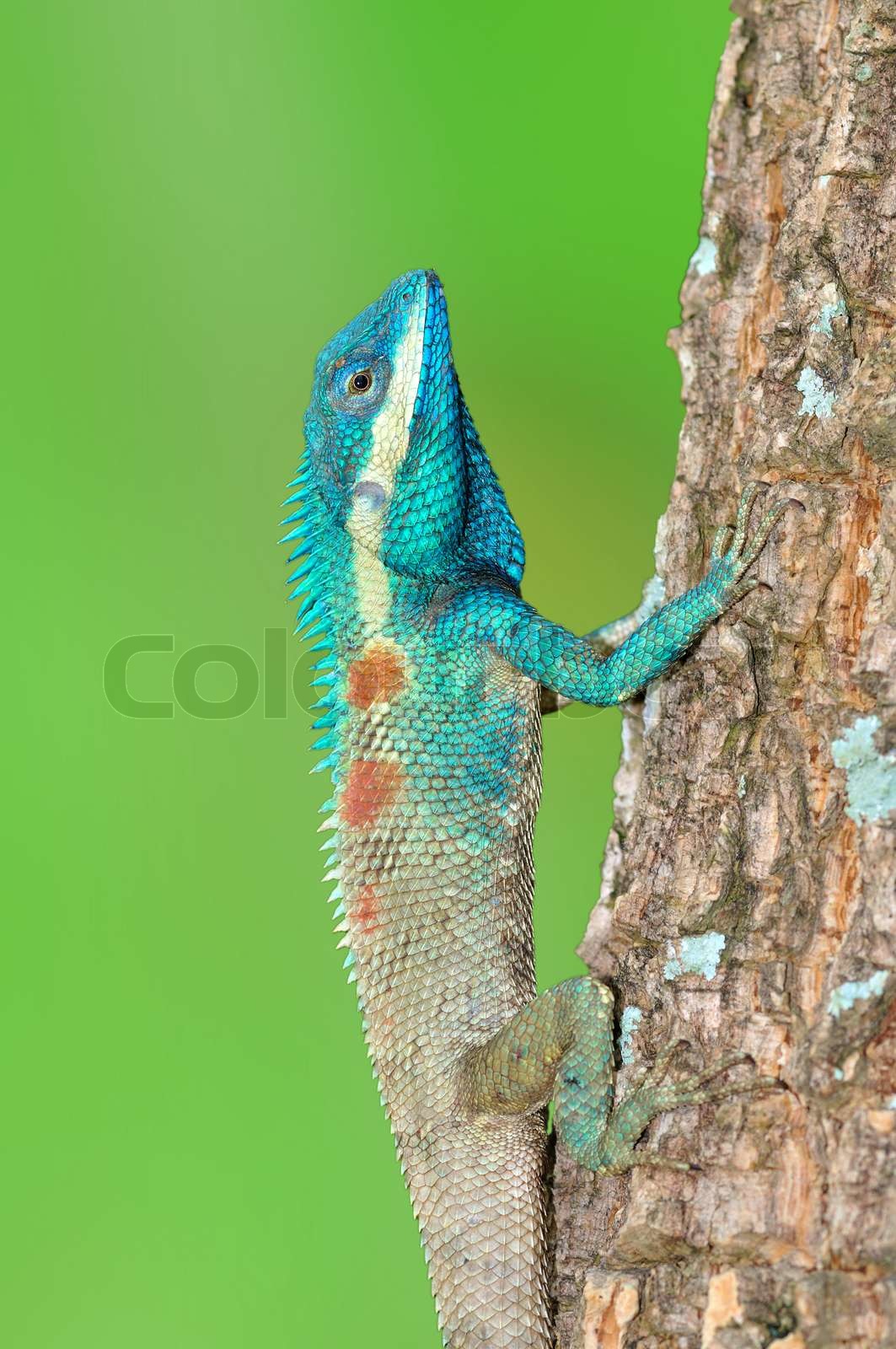 Blue Lizard | Stock image | Colourbox