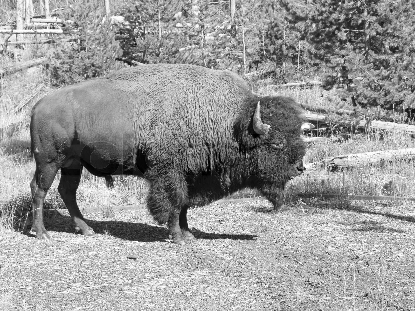 Yellowstone Fauna | Stock image | Colourbox