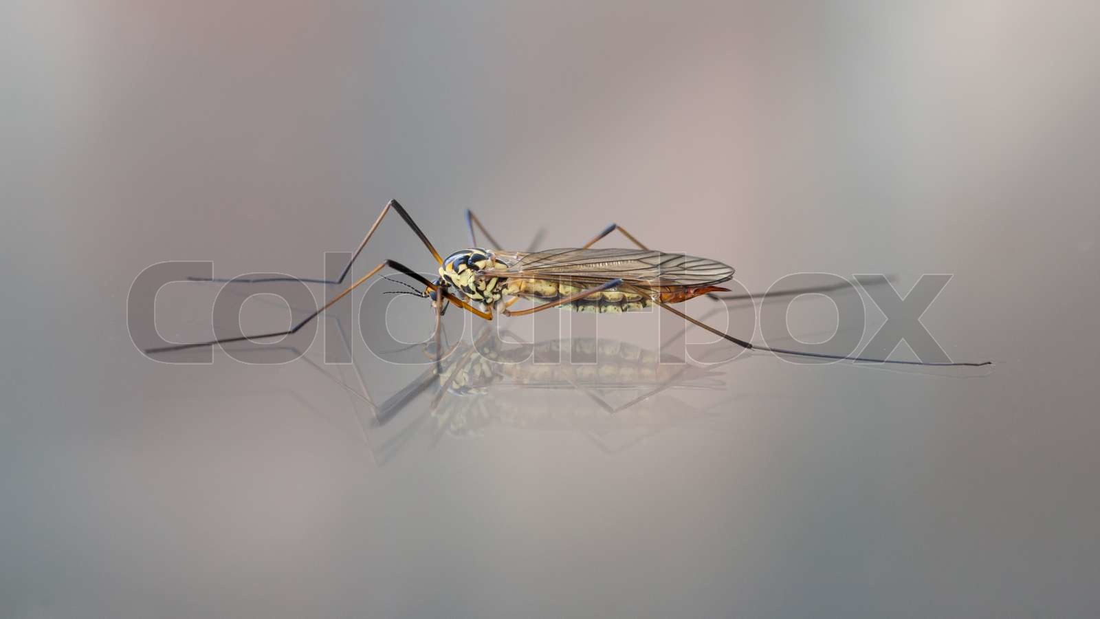 Crane fly also known as Daddy Long Legs | Stock image | Colourbox