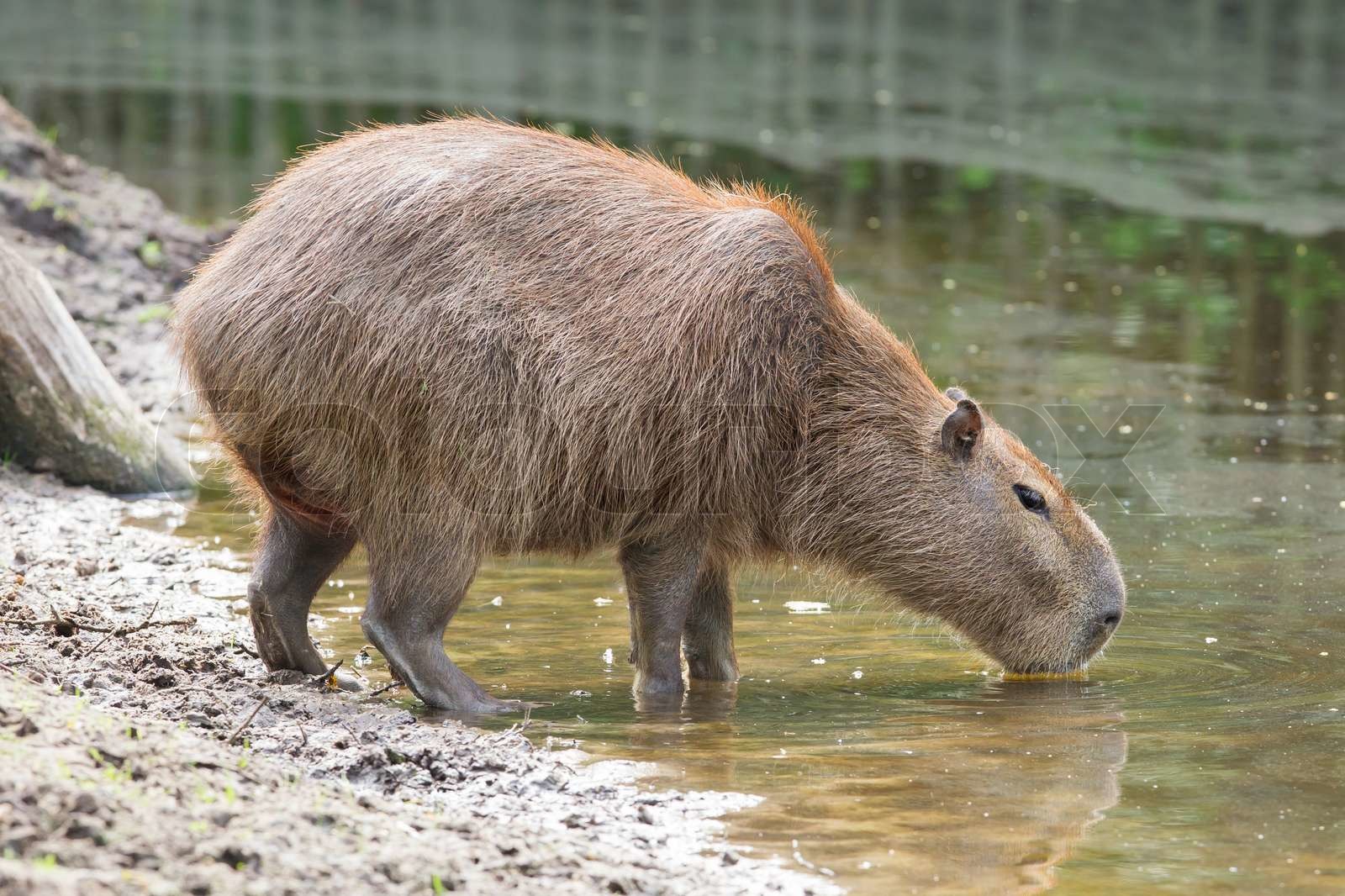 Capybara drinking at a pond | Stock image | Colourbox