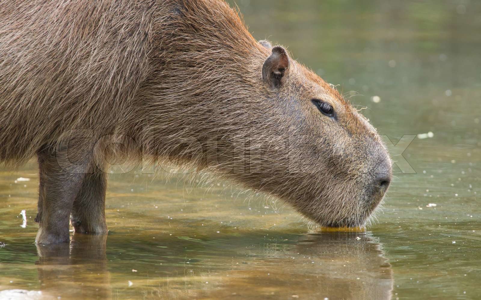 Capybara drinking at a pond | Stock image | Colourbox