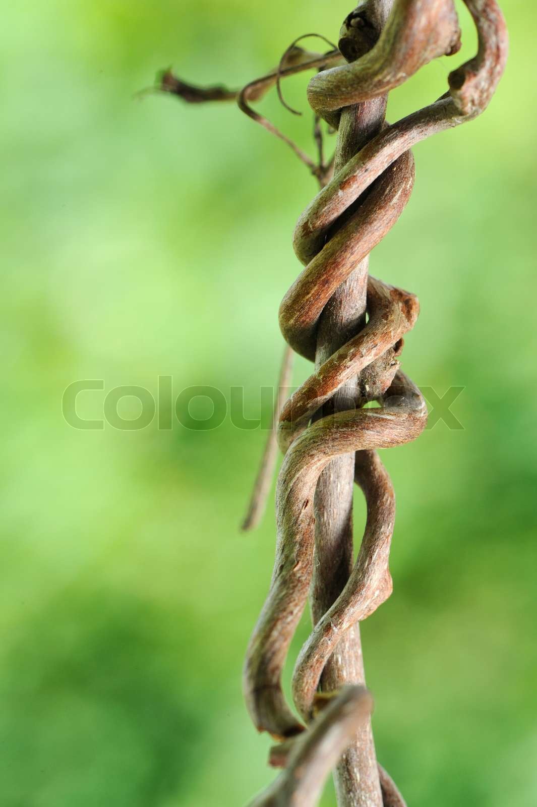 Creeping Grape Branch | Stock image | Colourbox