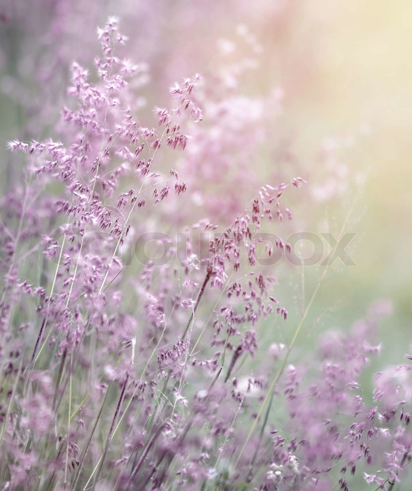 Verträumt rosa Blumen Feld | Stock Bild | Colourbox