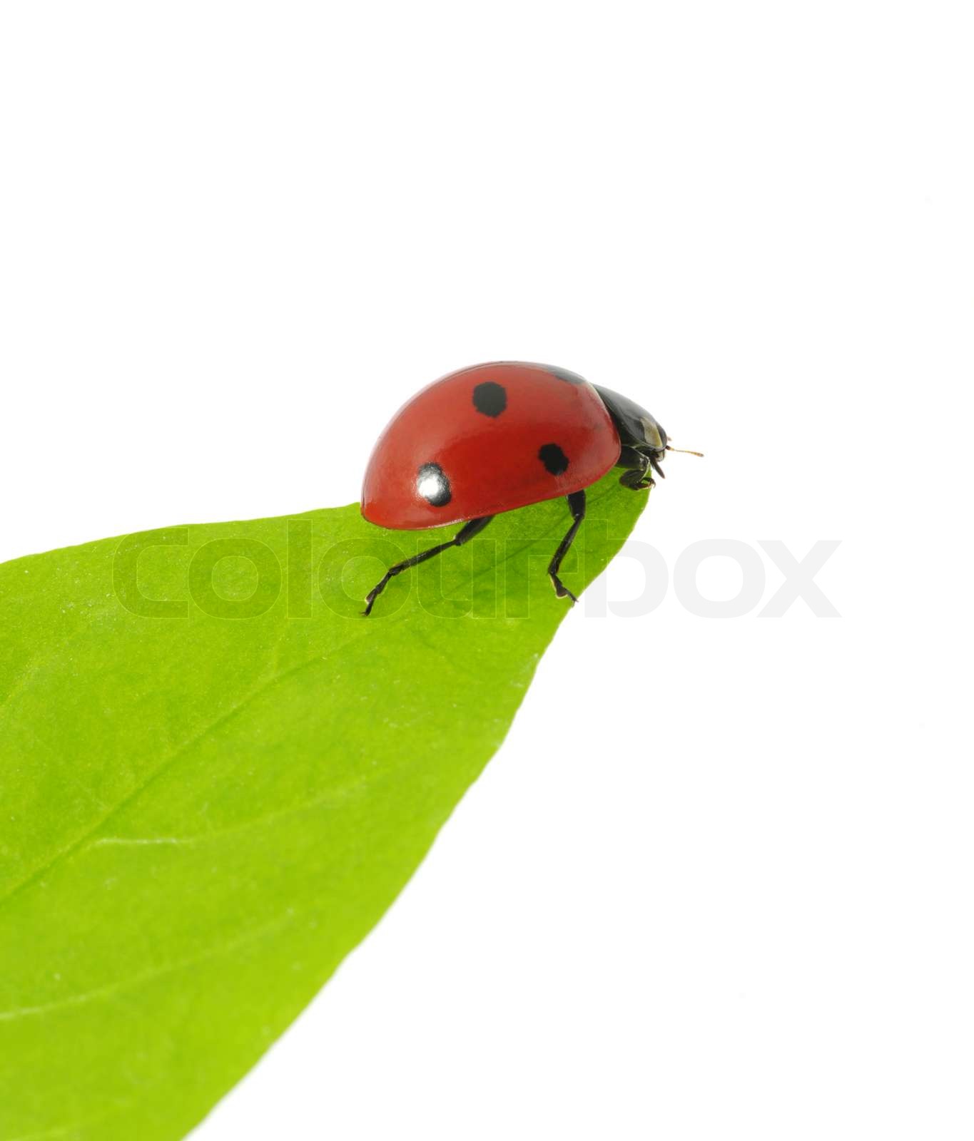 ladybug | Stock image | Colourbox