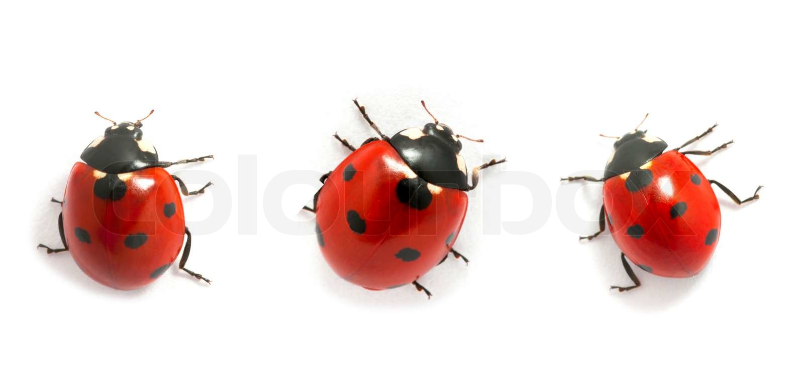 Collection of ladybugs | Stock image | Colourbox