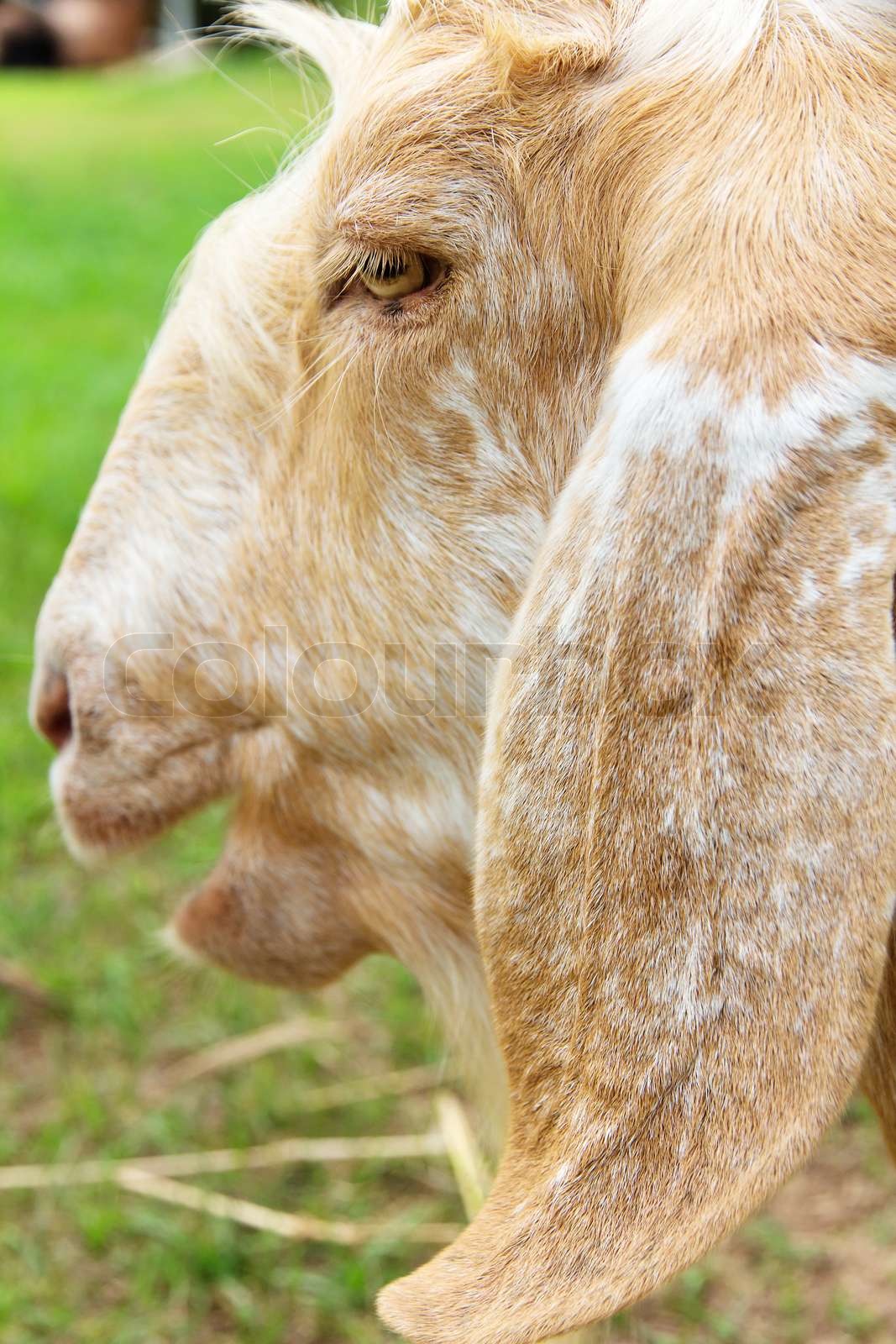 close up image of goat face | Stock image | Colourbox