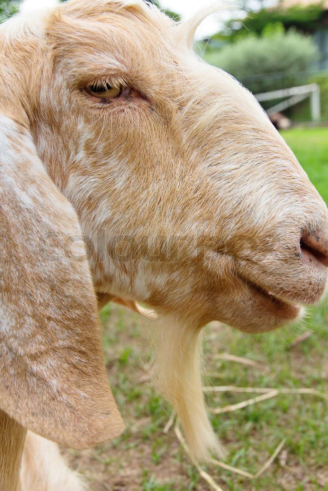 close up image of goat face | Stock image | Colourbox