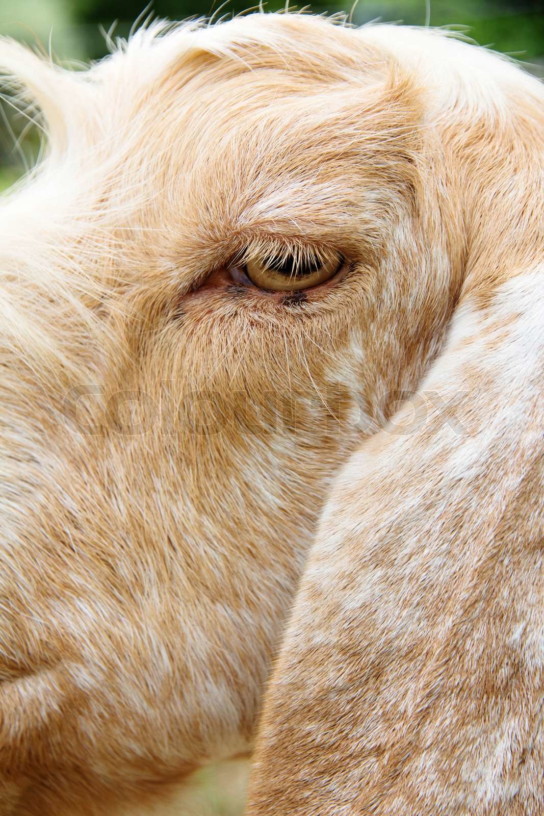 close up image of goat face | Stock image | Colourbox
