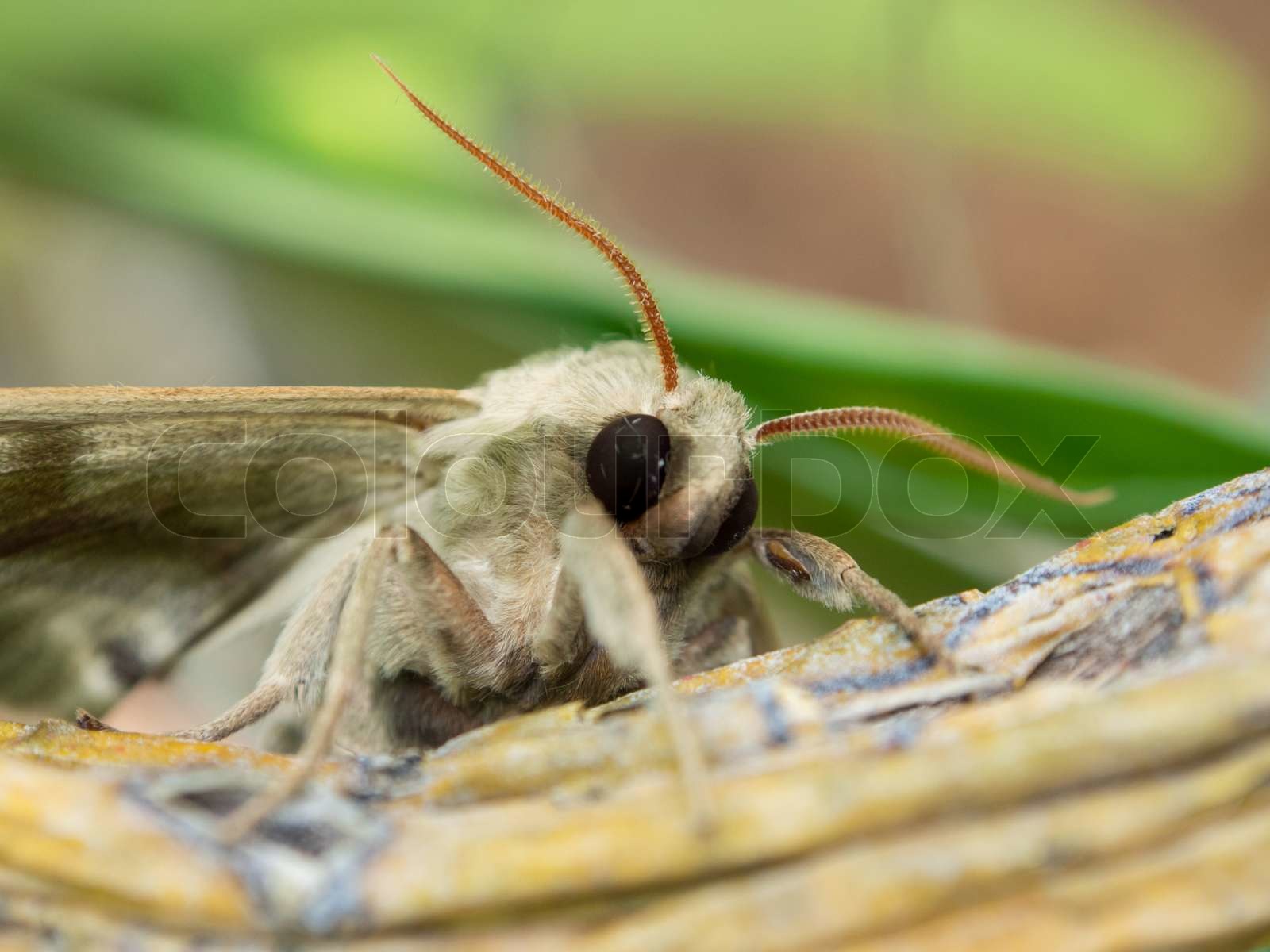 Motte in der Natur | Stock Bild | Colourbox