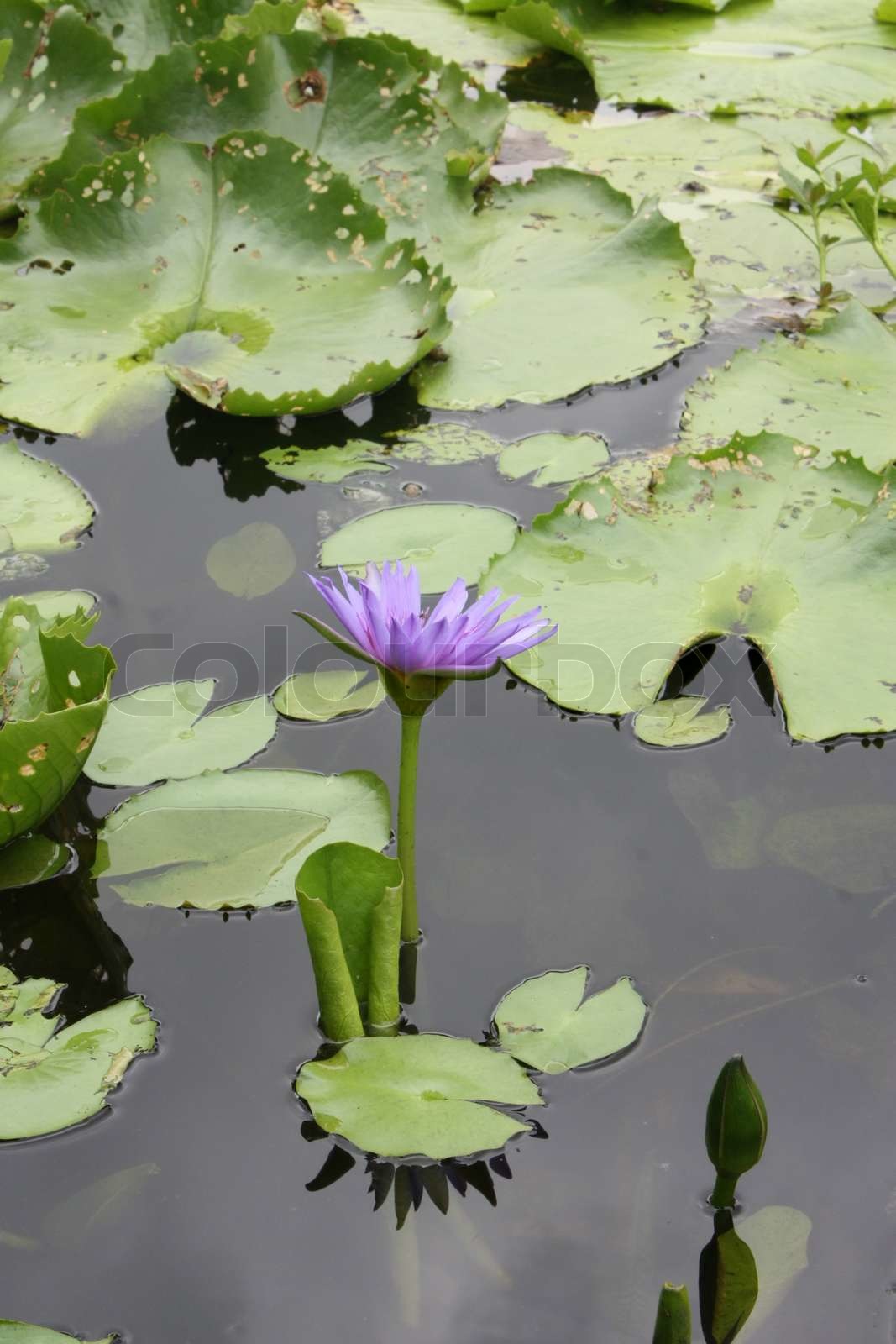 Fabelhafte Seerose Fur Kleinen Teich Bilder