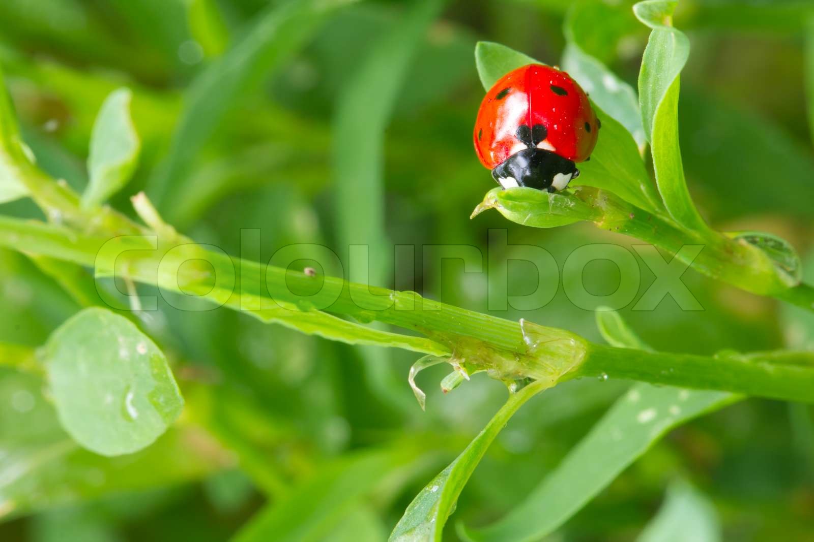 ladybug in the grass in nature macro | Stock image | Colourbox