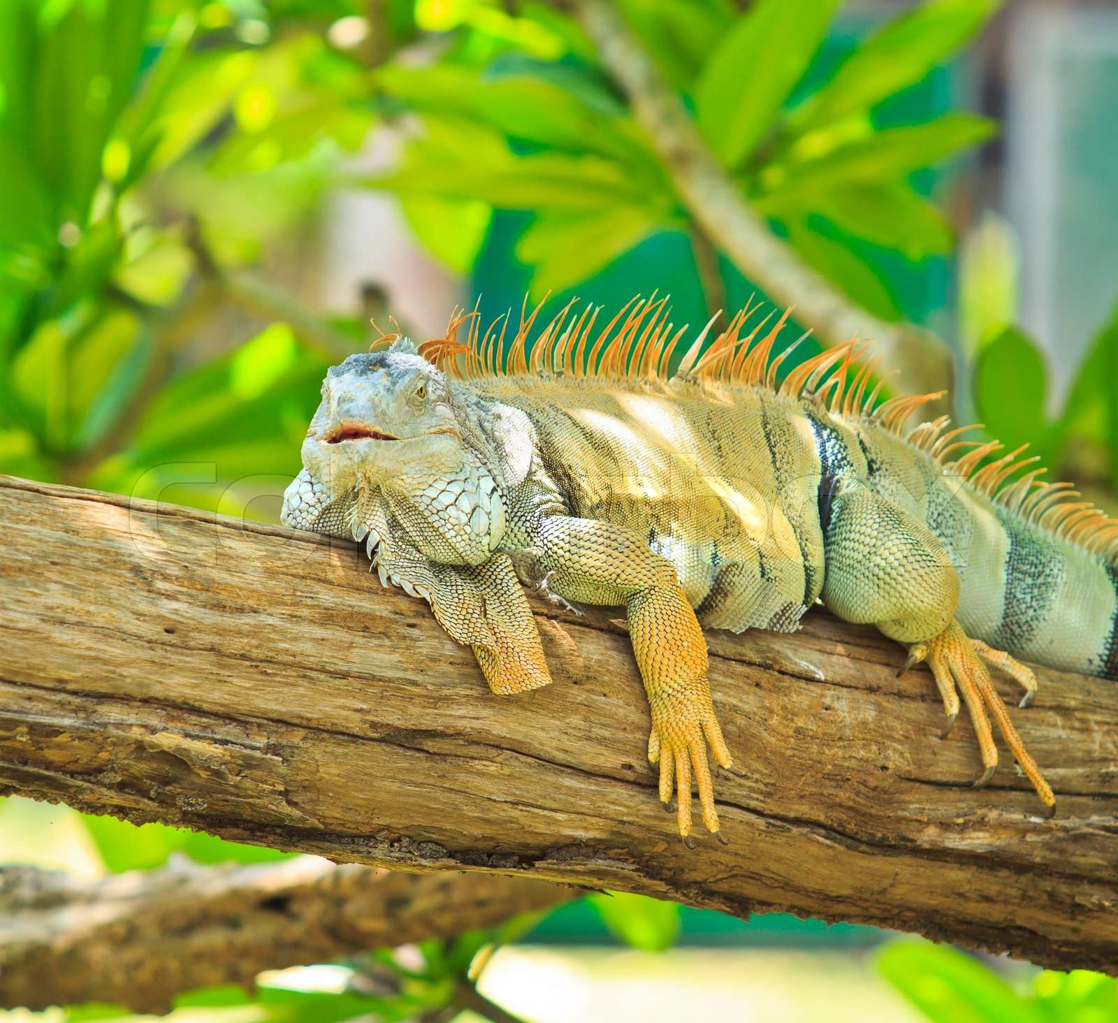 Tropical Rainforest Iguana