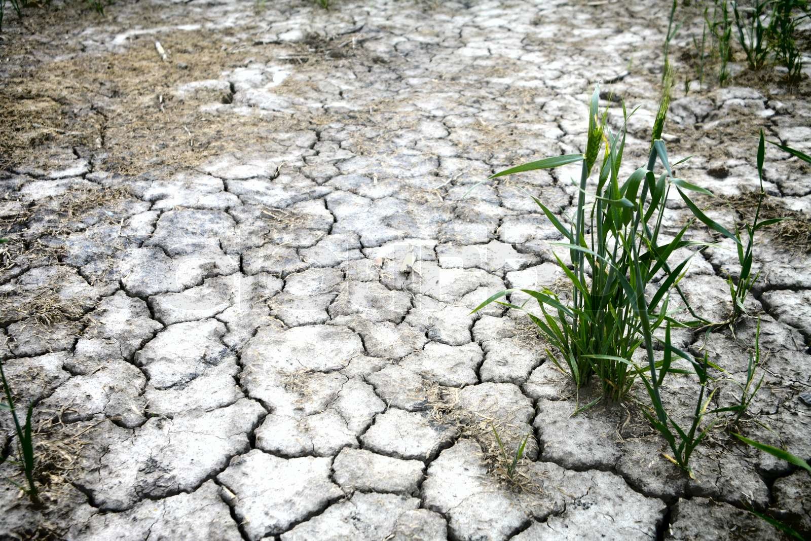 Grass in dried cracked mud | Stock image | Colourbox