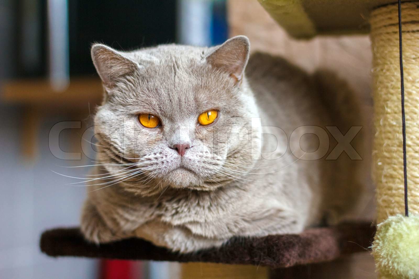 close-up portrait British shorthair lilac cat | Stock image | Colourbox