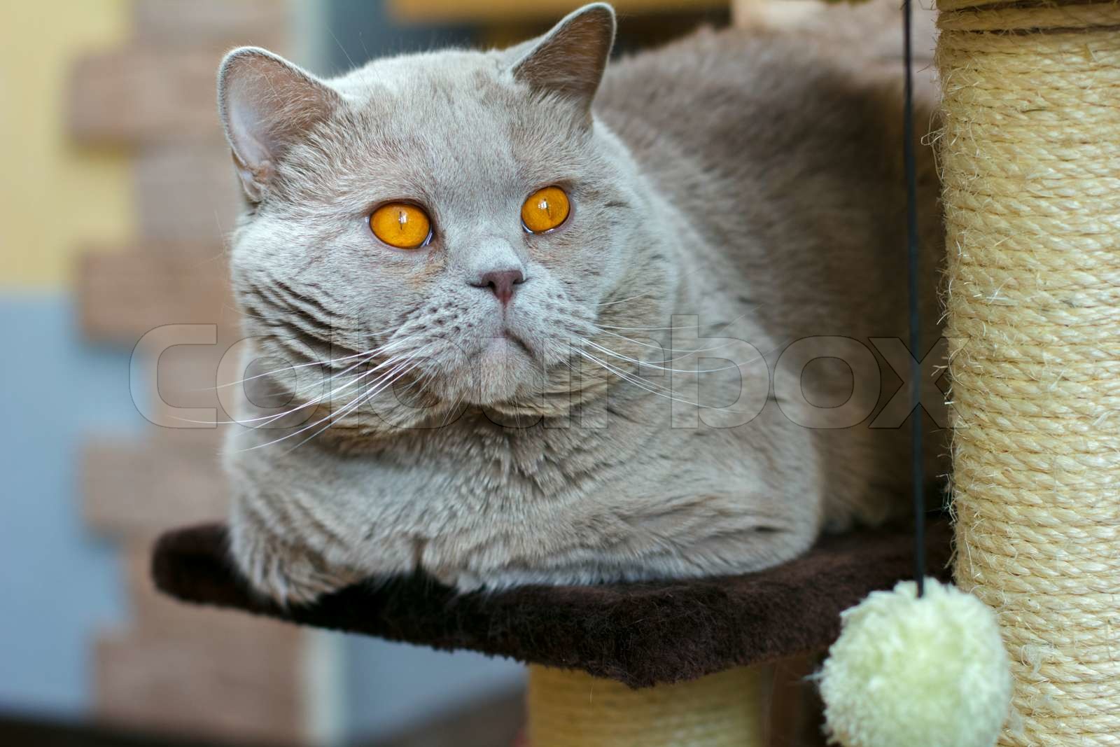 close-up portrait British shorthair lilac cat | Stock image | Colourbox