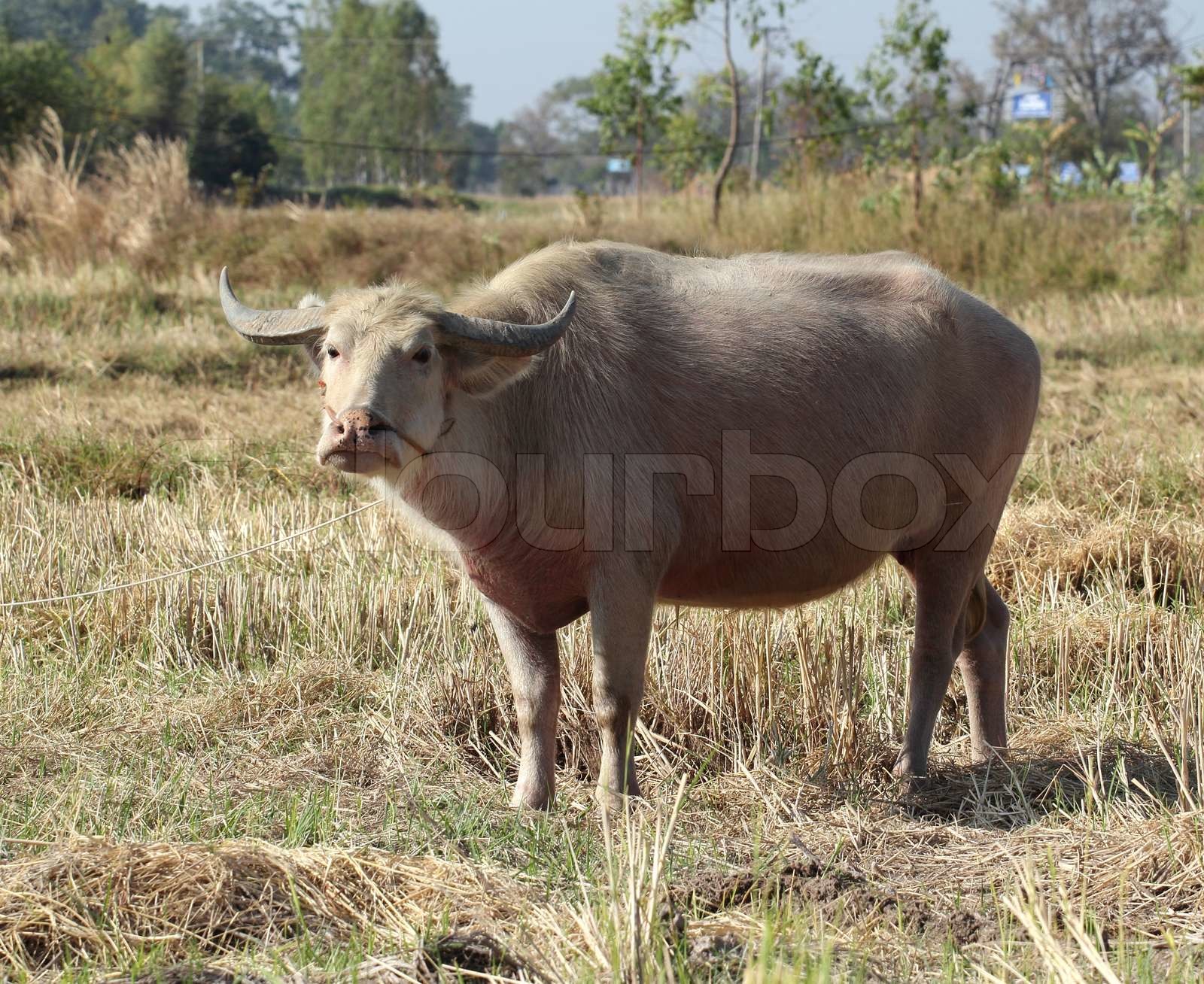Albino Buffalo | Stock image | Colourbox