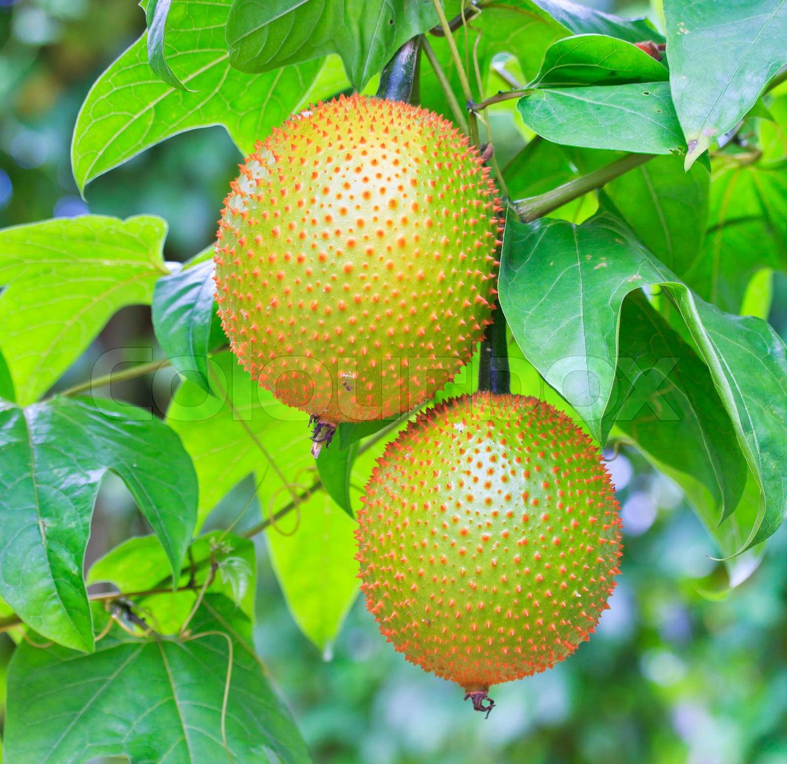 A Southeast Asian fruit, commonly know as Gac, Baby Jackruit, Spiny ...
