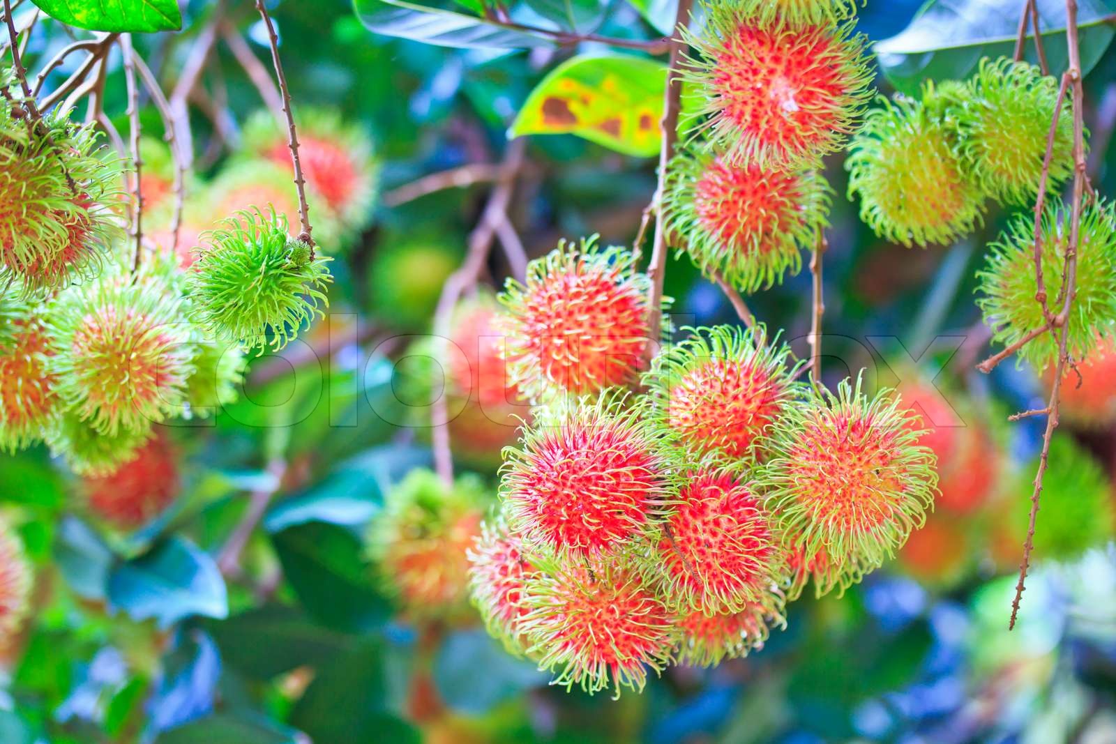 Fresh rambutan from orchard on the eastern part Thailand | Stock image ...