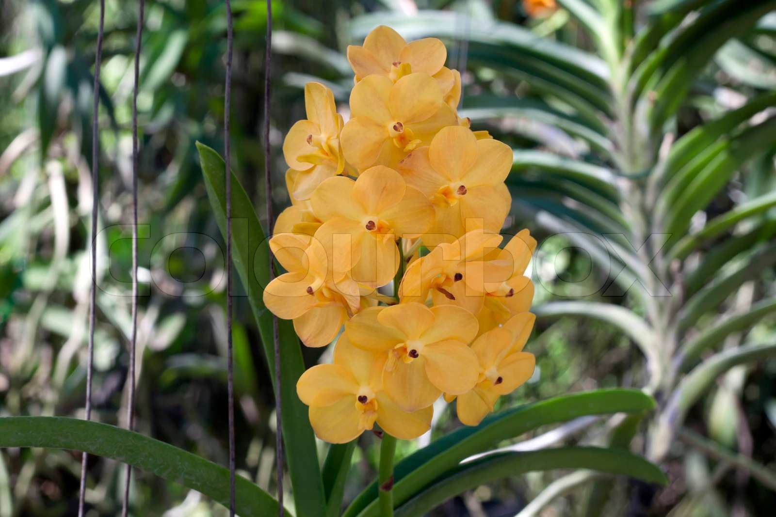 Yellow orchid flowerin the garden | Stock image | Colourbox